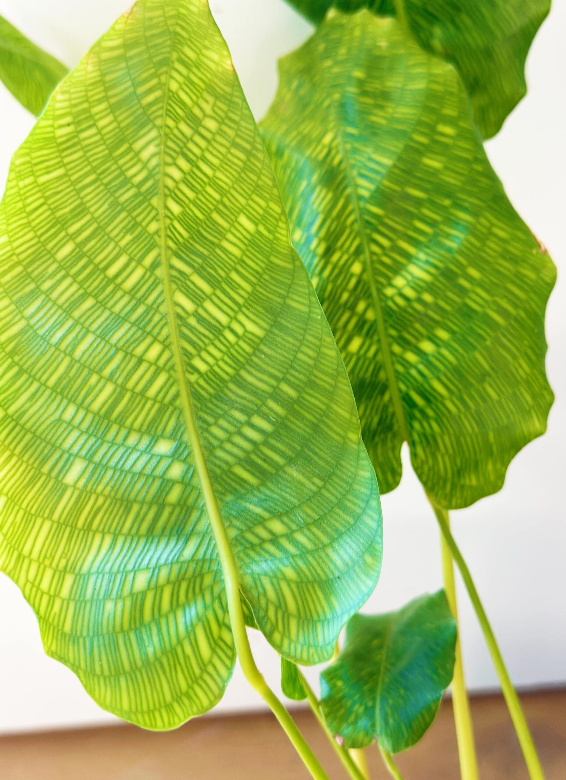 Calathea Musaica ‘Network Plant’ – 12cm Potted Plant – More Succulents ...