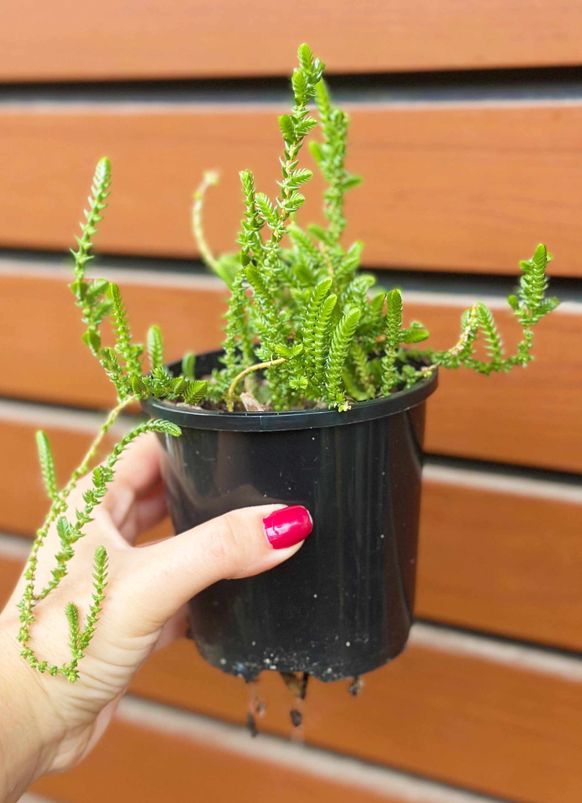 Crassula Muscosa, Watch Chain Succulent – 10cm Potted Plant – More ...