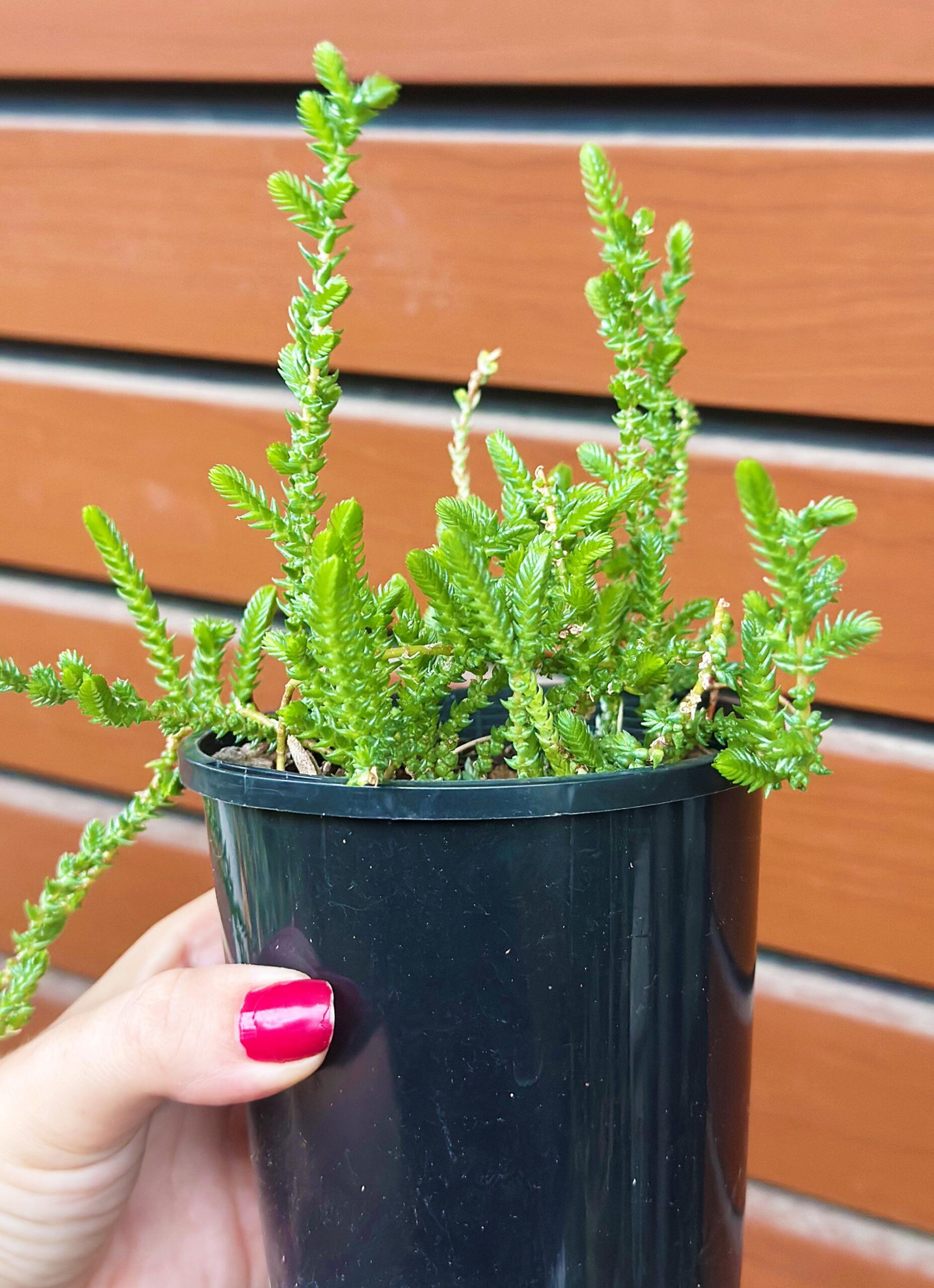 Crassula Muscosa, Watch Chain Succulent – 10cm Potted Plant – More ...