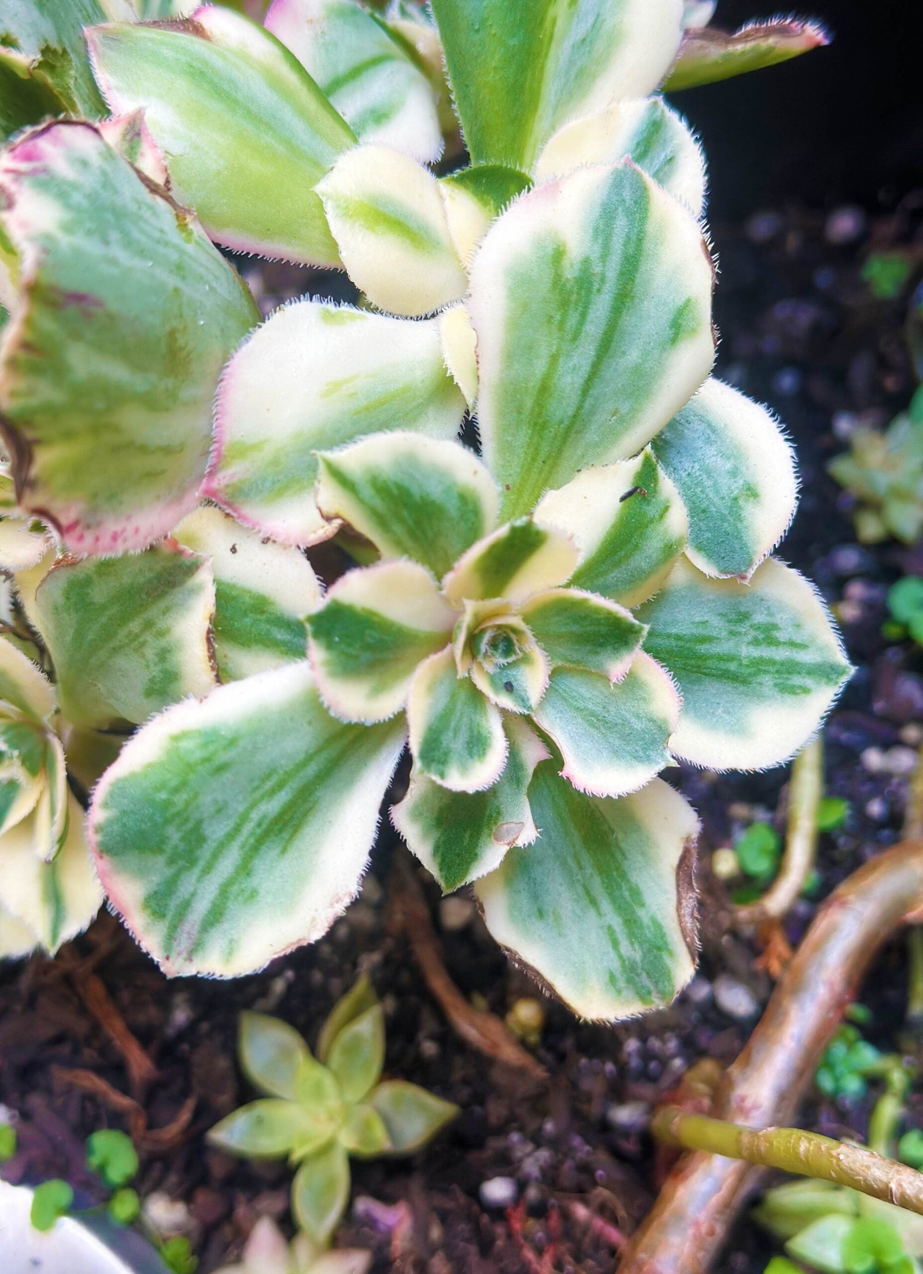 Cutting – Aeonium ‘Red Fuji’ – More Succulents Please