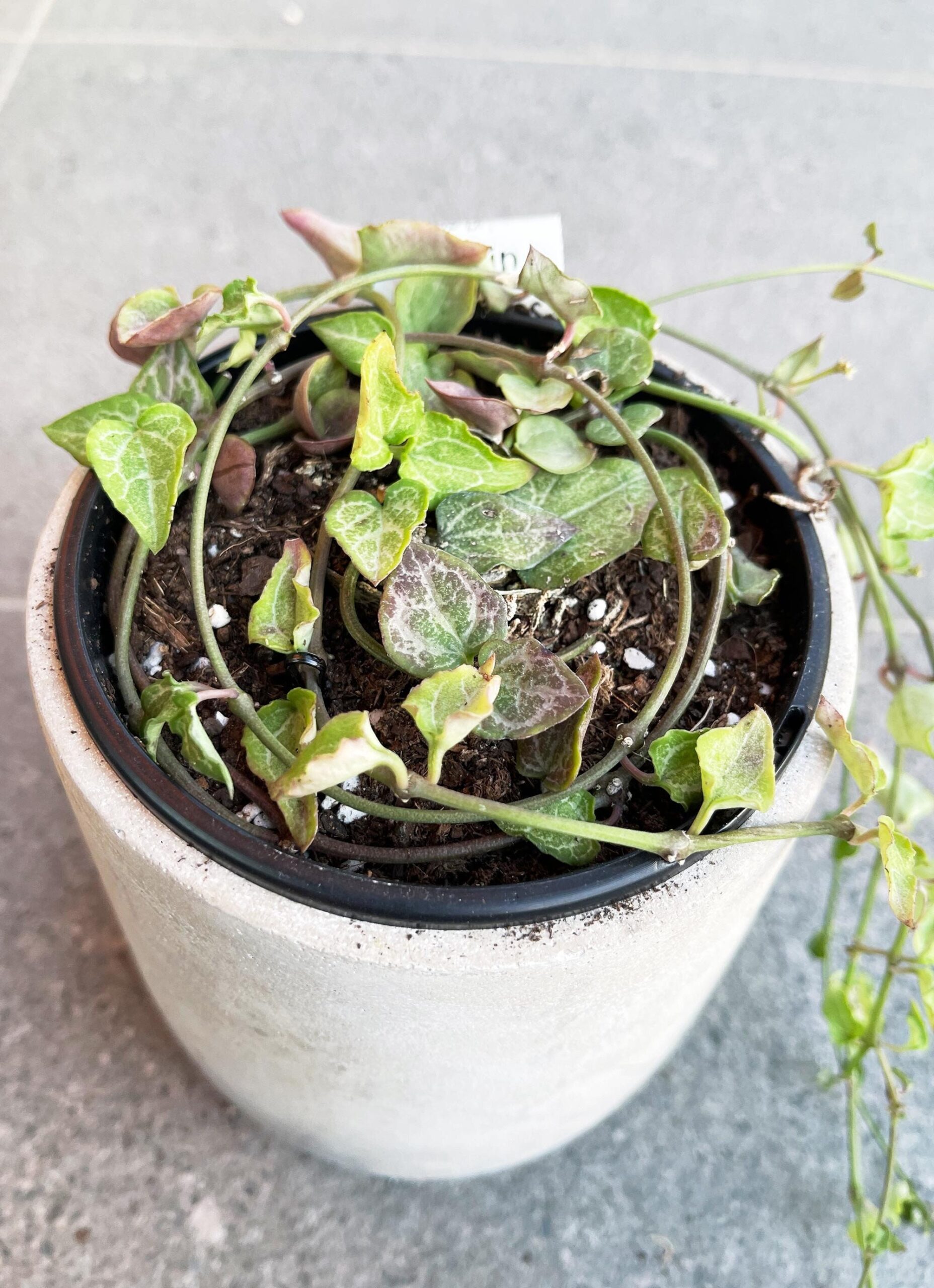 Cutting – Ceropegia Woodii, String / Chain of Spades – More Succulents ...