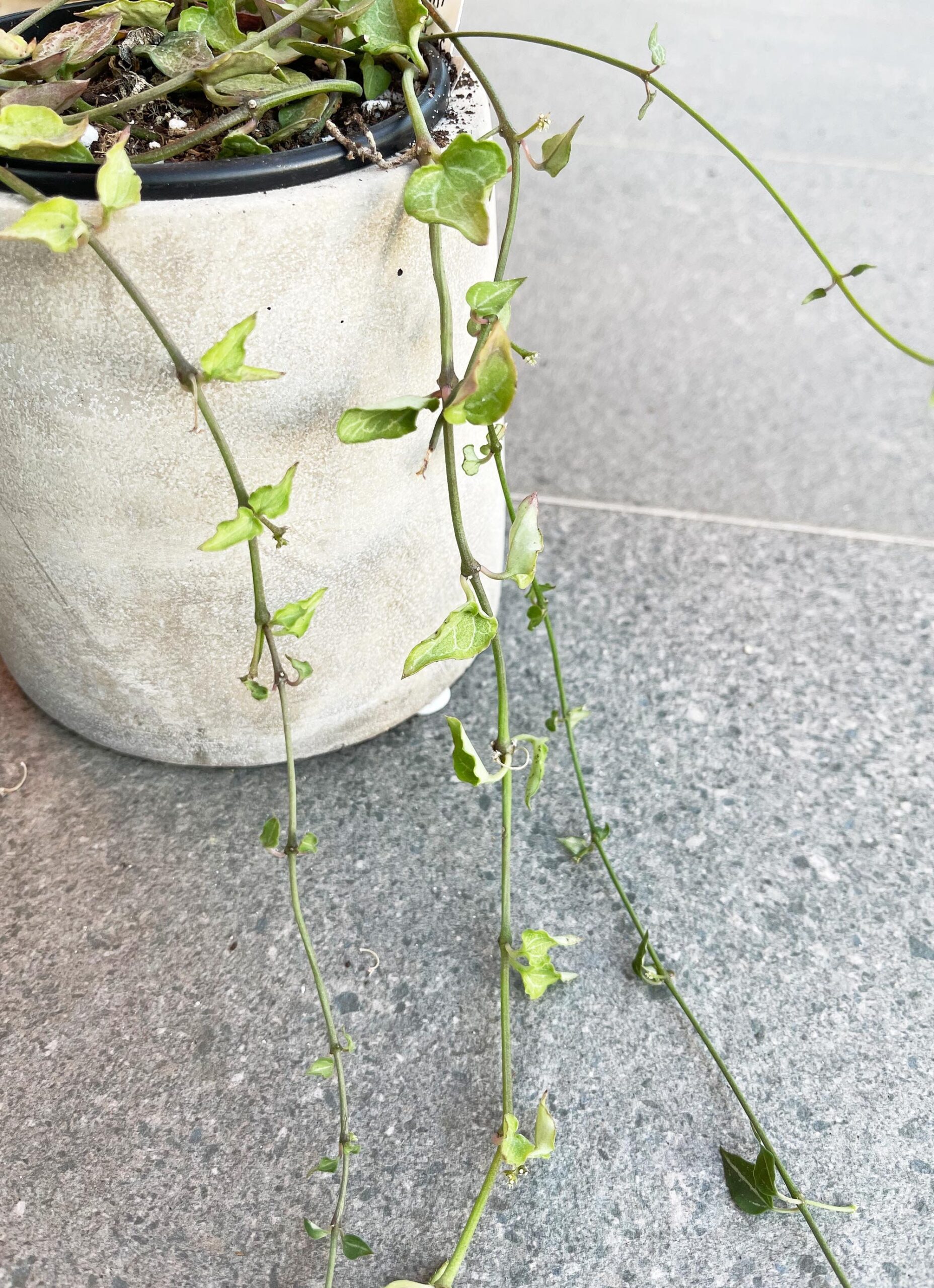 Cutting – Ceropegia Woodii, String / Chain of Spades – More Succulents ...