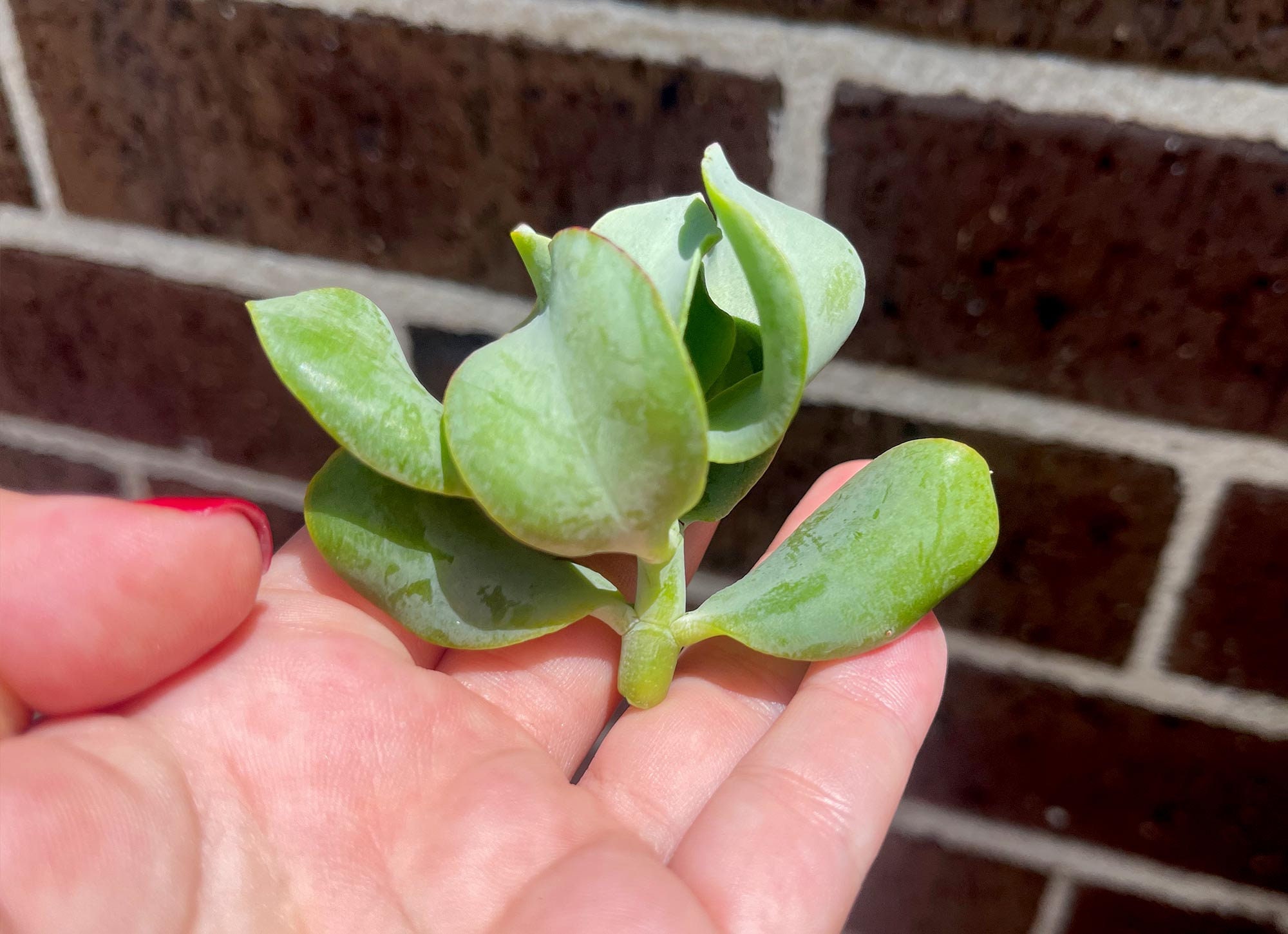 Cutting – Crassula Arborescens ‘Ripple Jade’ – More Succulents Please