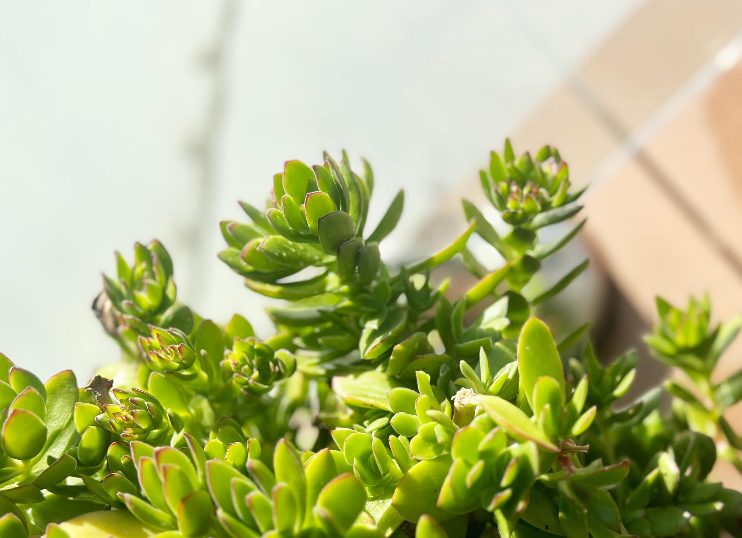 Cutting – Crassula Dejecta – More Succulents Please