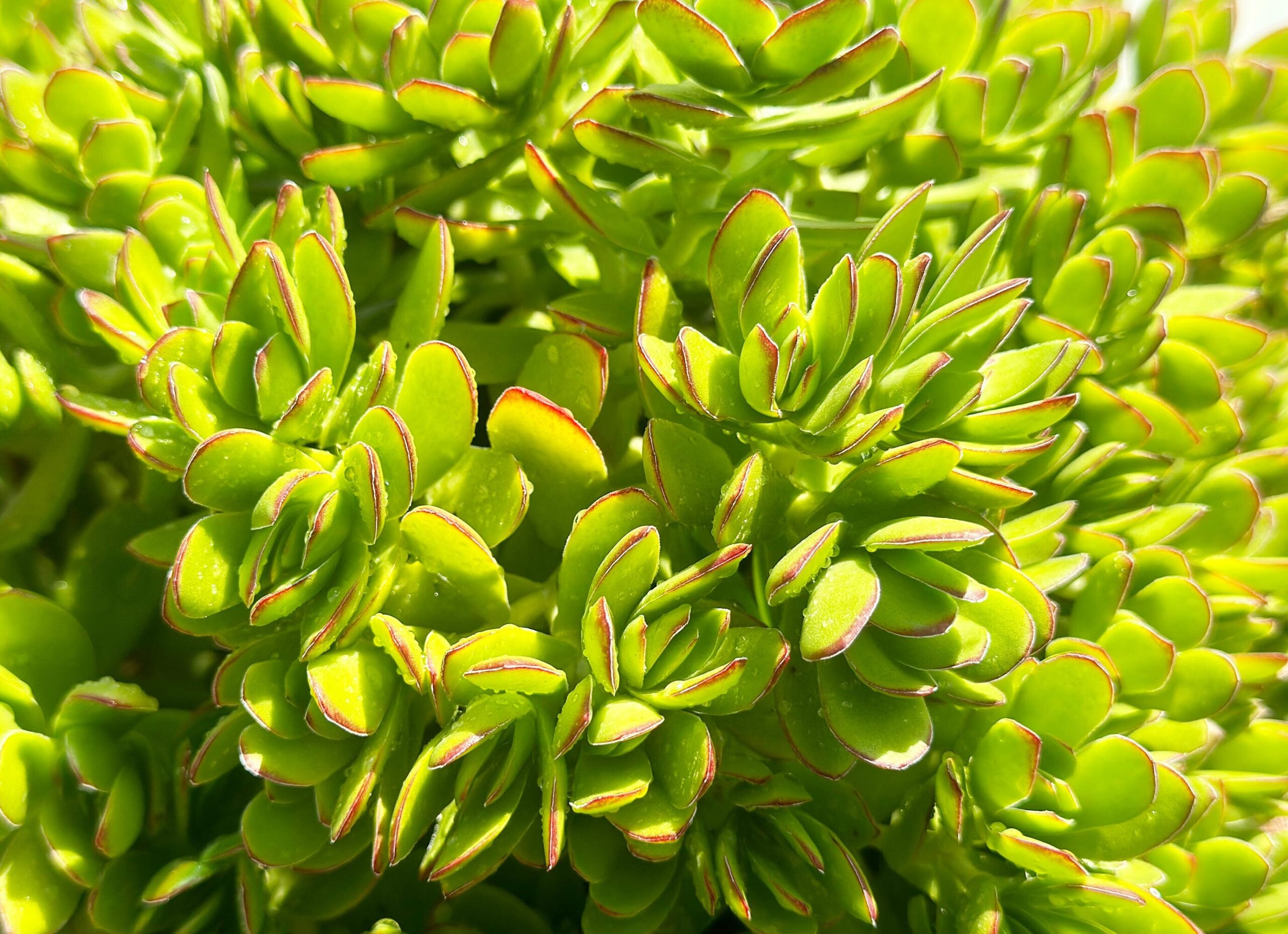 Cutting – Crassula Dejecta – More Succulents Please
