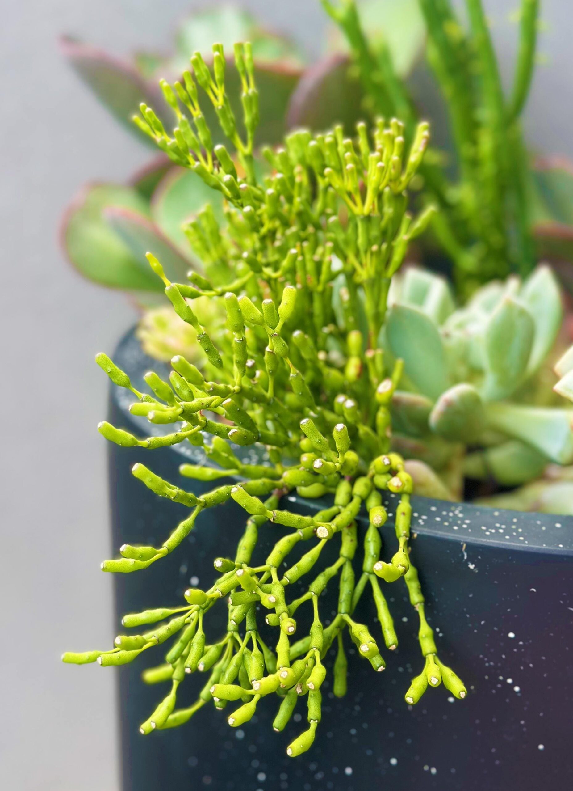 Cutting – Dancing Bones Cactus, Rhipsalis Hatiora Salicornioides – More ...