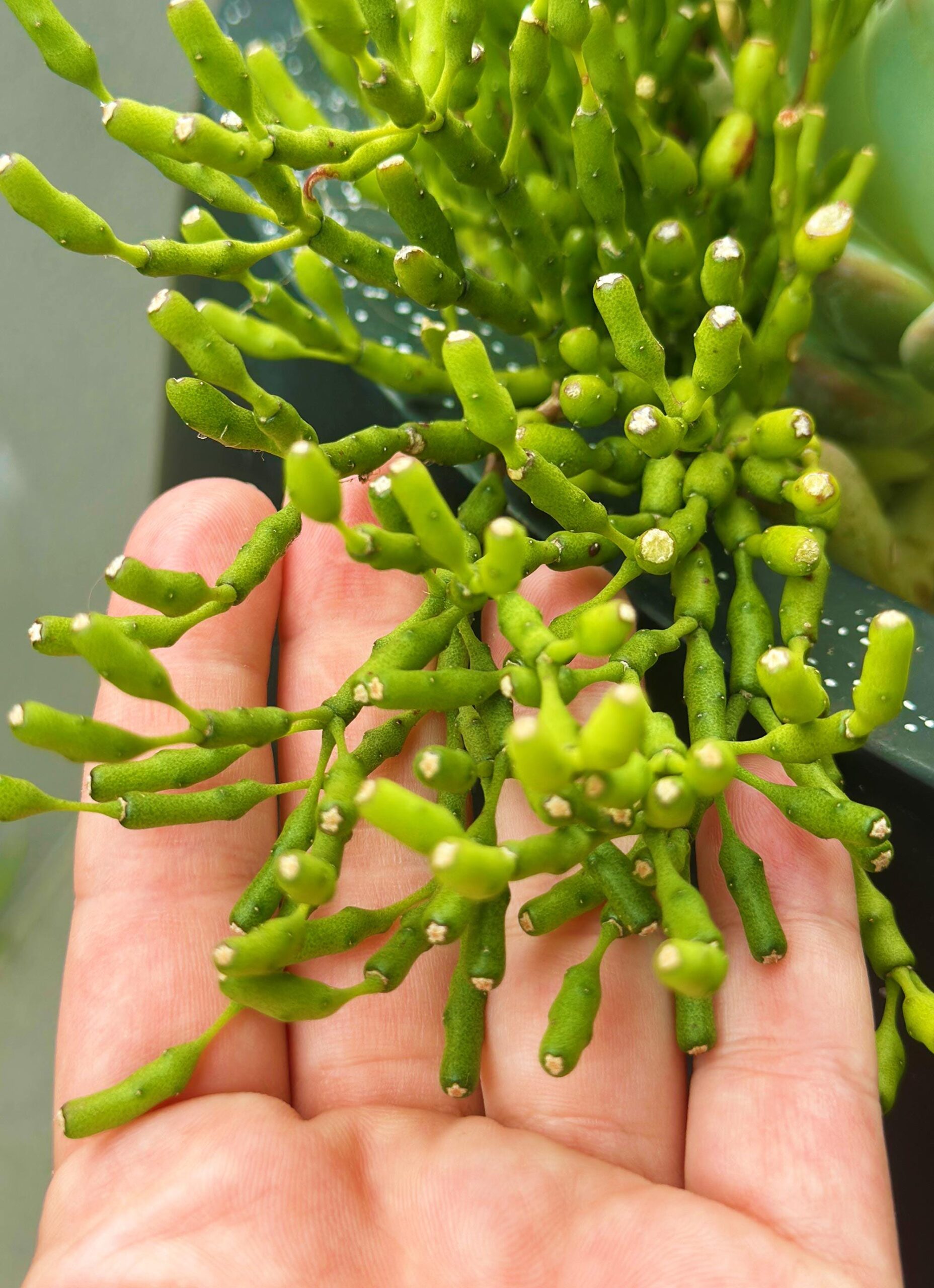 Cutting – Dancing Bones Cactus, Rhipsalis Hatiora Salicornioides – More ...