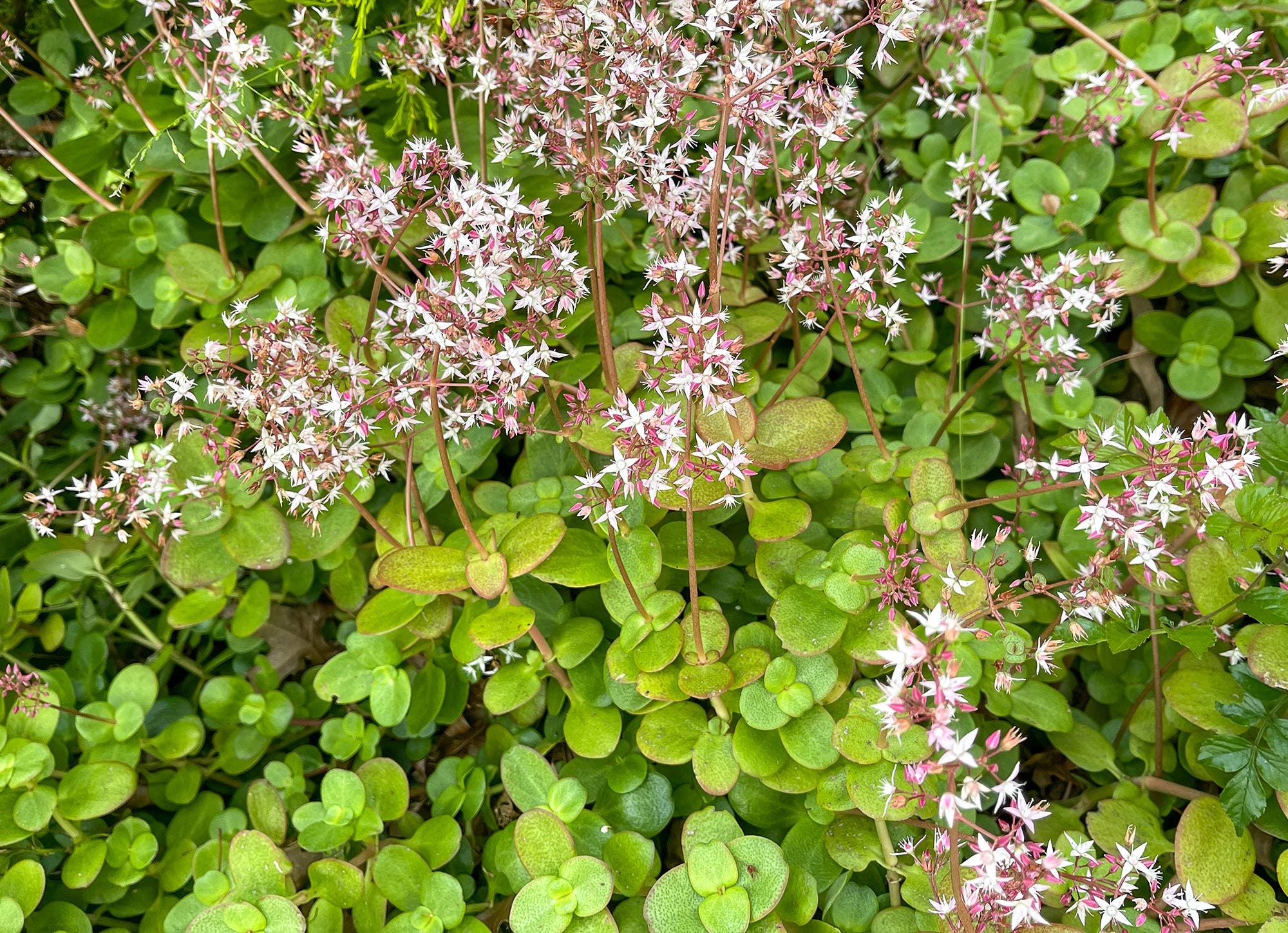 Cutting – Fairy Crassula, Crassula Multicava – More Succulents Please