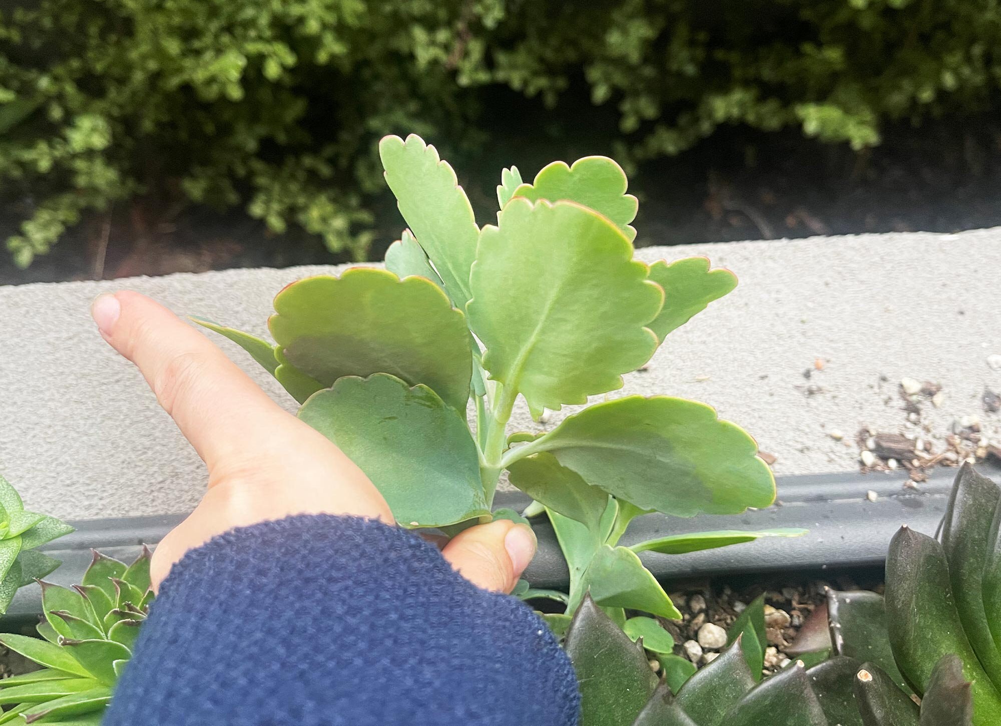 Cutting – Kalanchoe Fedtschenkoi, Lavender Scallops – More Succulents ...