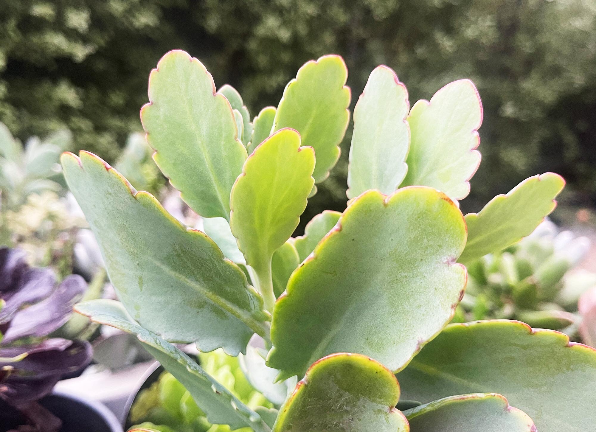 Cutting – Kalanchoe Fedtschenkoi, Lavender Scallops – More Succulents ...