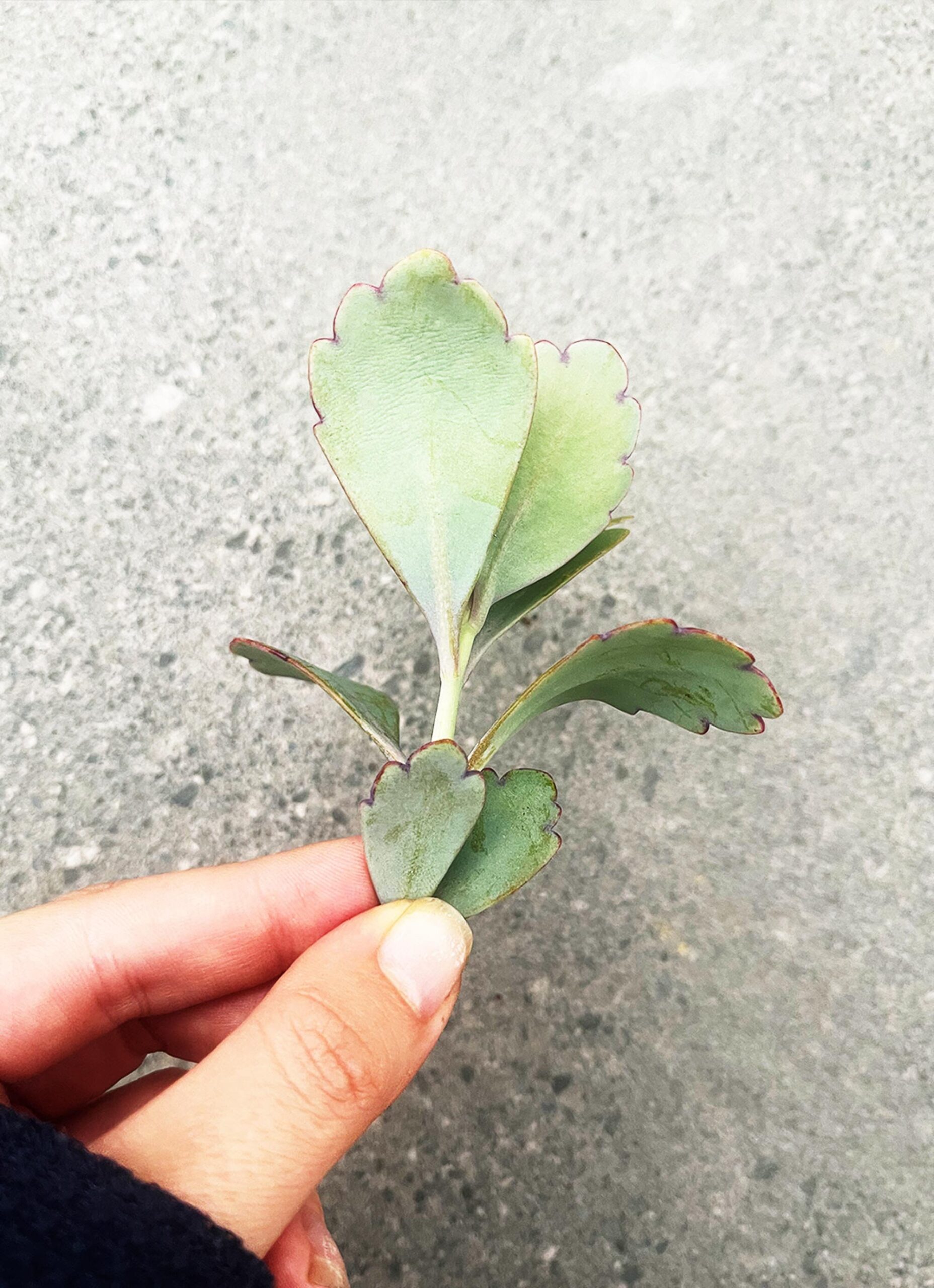 Cutting – Kalanchoe Fedtschenkoi, Lavender Scallops – More Succulents ...