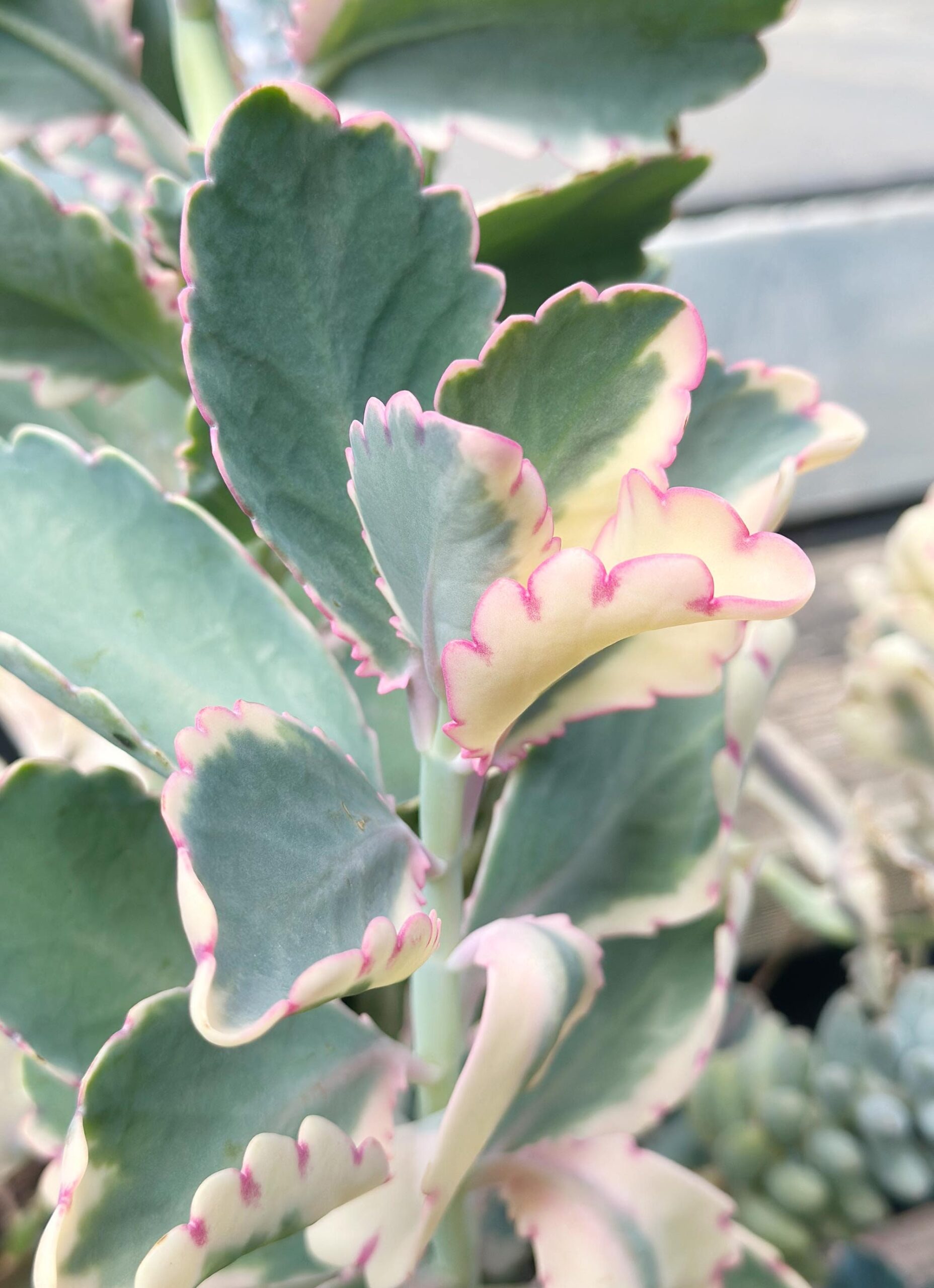 Cutting – Kalanchoe Fedtschenkoi Variegata, Lavender Scallops – More ...