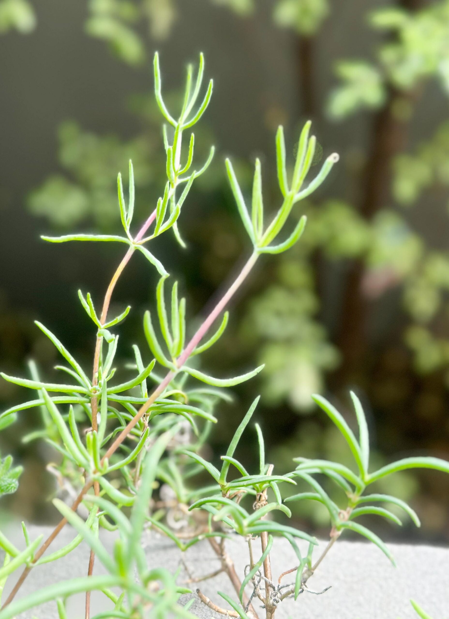 Cutting – Lampranthus sp. Creeping Ice Plant – More Succulents Please