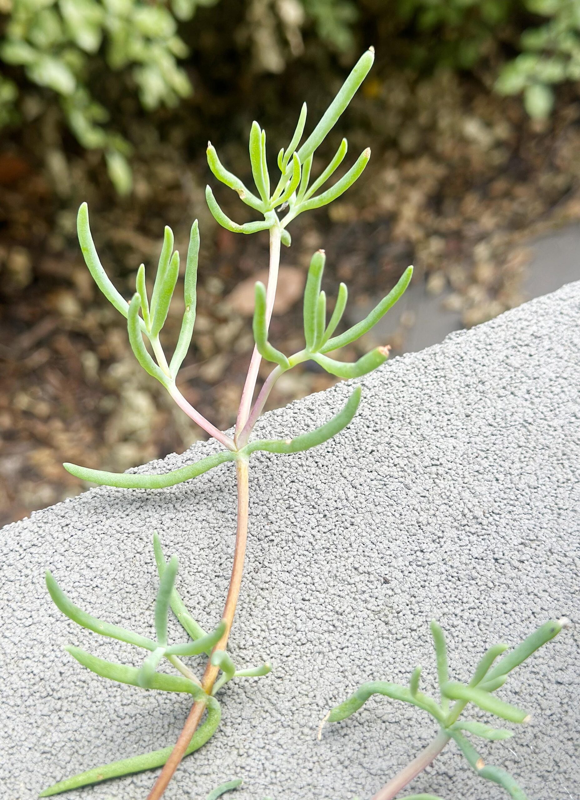 Cutting – Lampranthus sp. Creeping Ice Plant – More Succulents Please