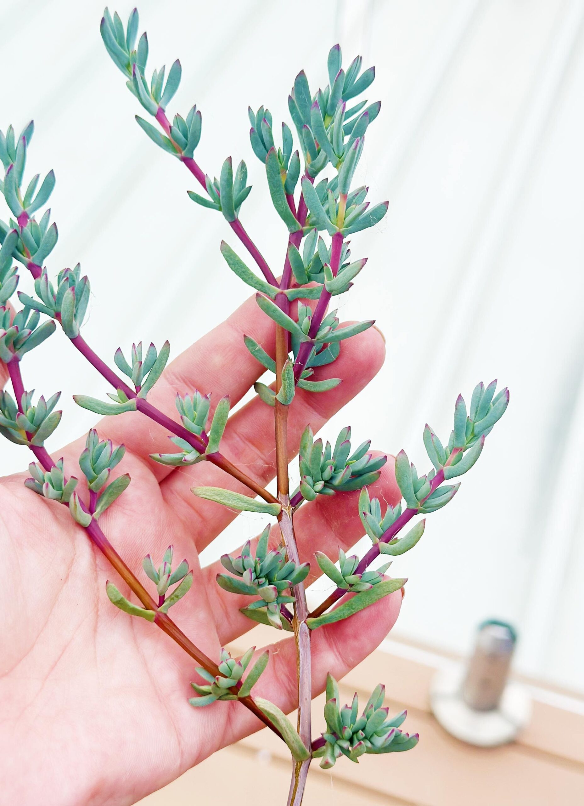 Cutting – Lampranthus sp. Creeping Ice Plant – More Succulents Please