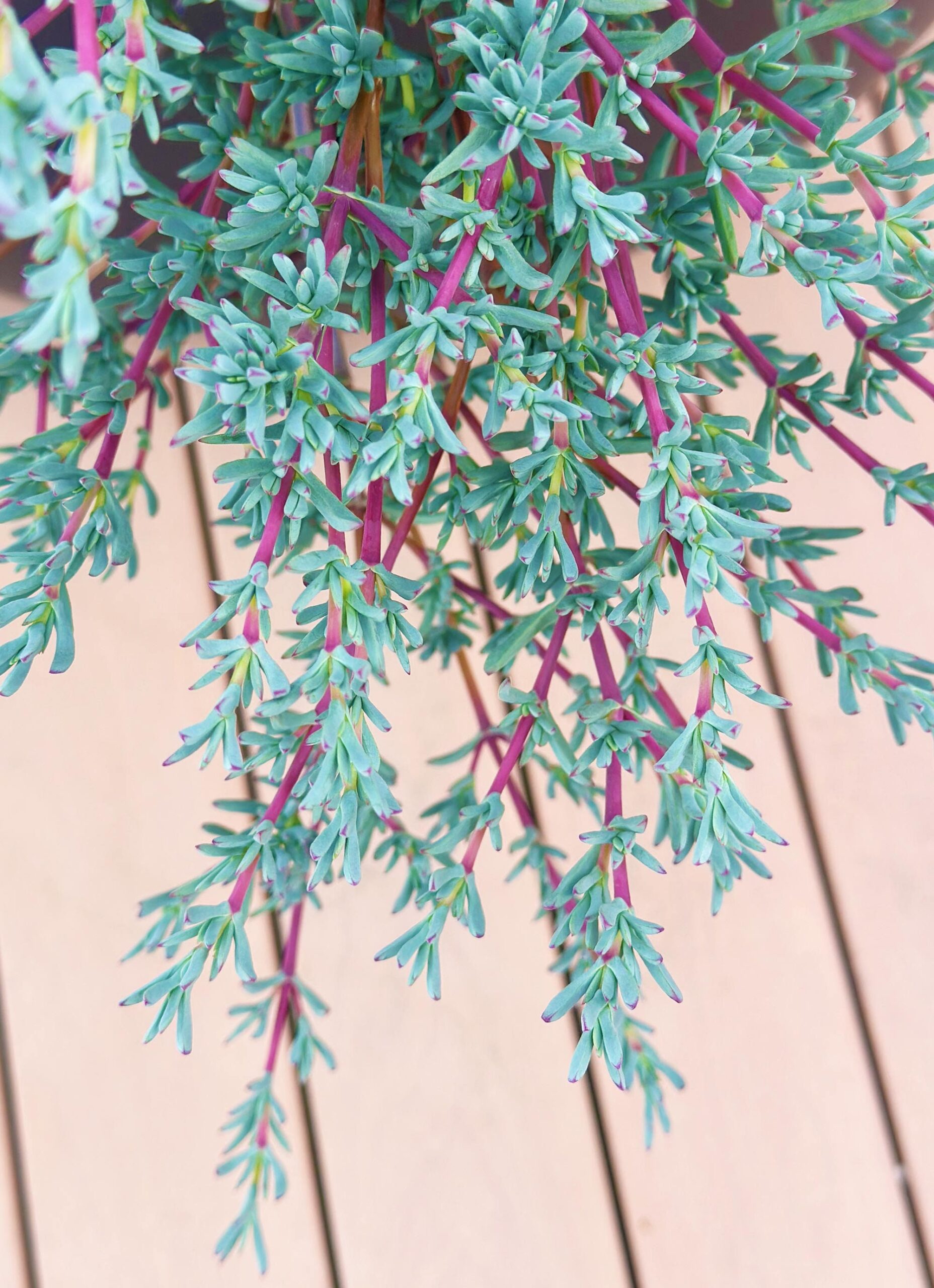 Cutting – Lampranthus sp. Creeping Ice Plant – More Succulents Please