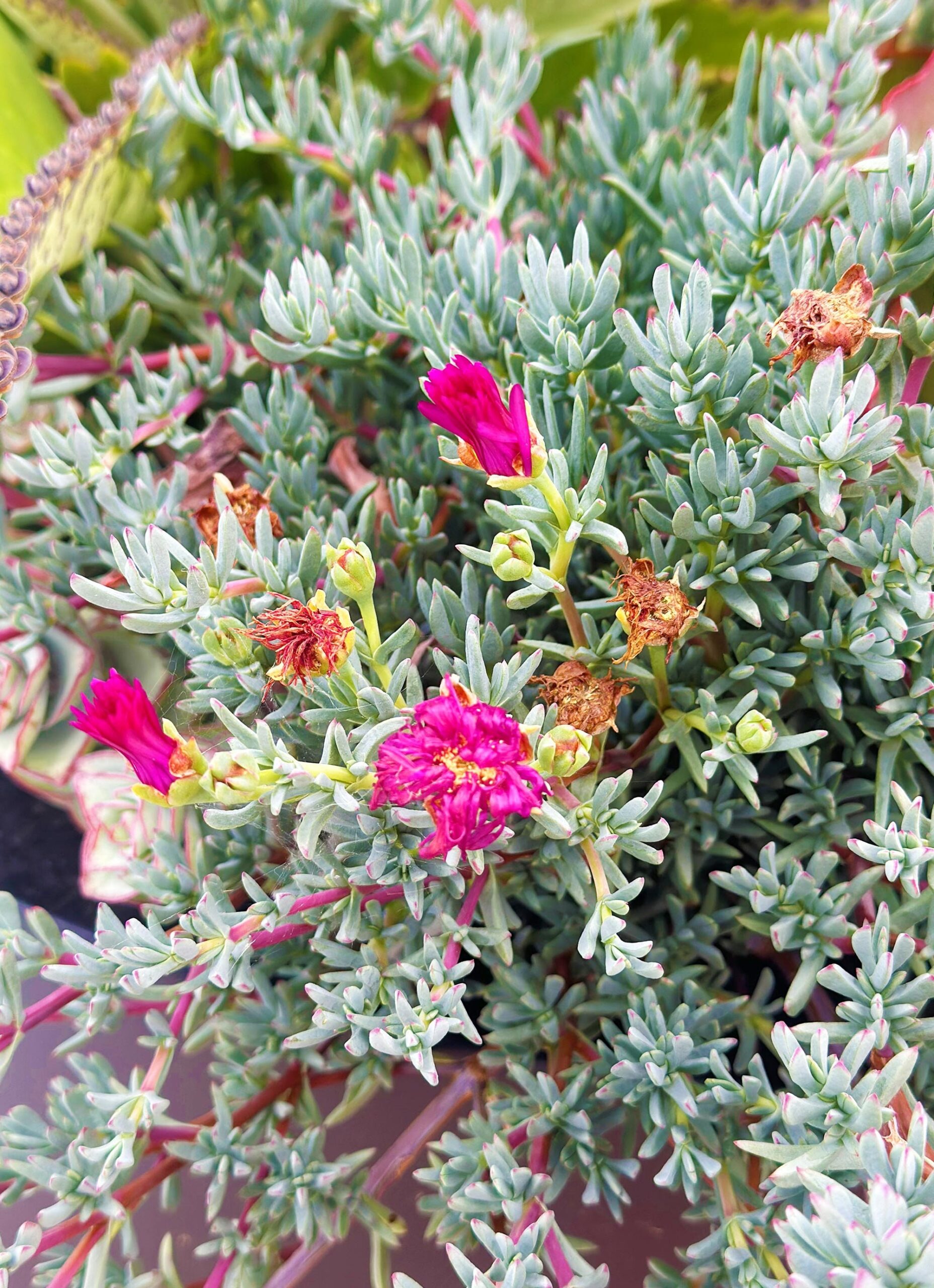 Cutting – Lampranthus sp. Creeping Ice Plant – More Succulents Please