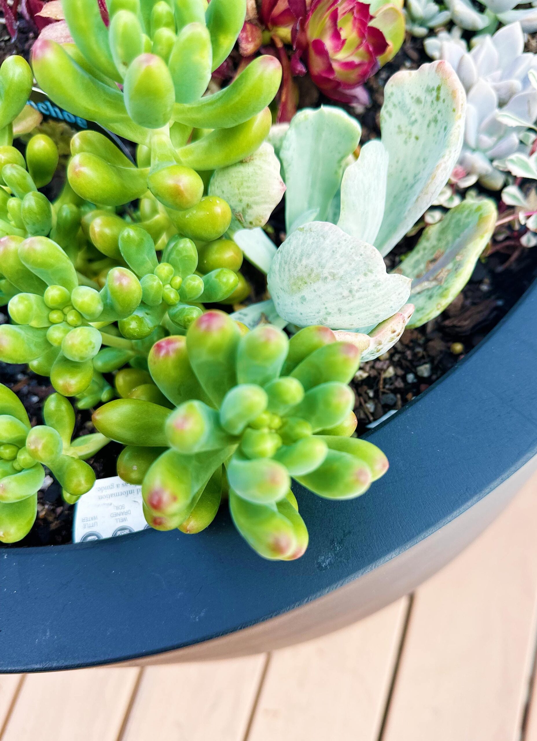 Cutting – Sedum Jaspa – More Succulents Please