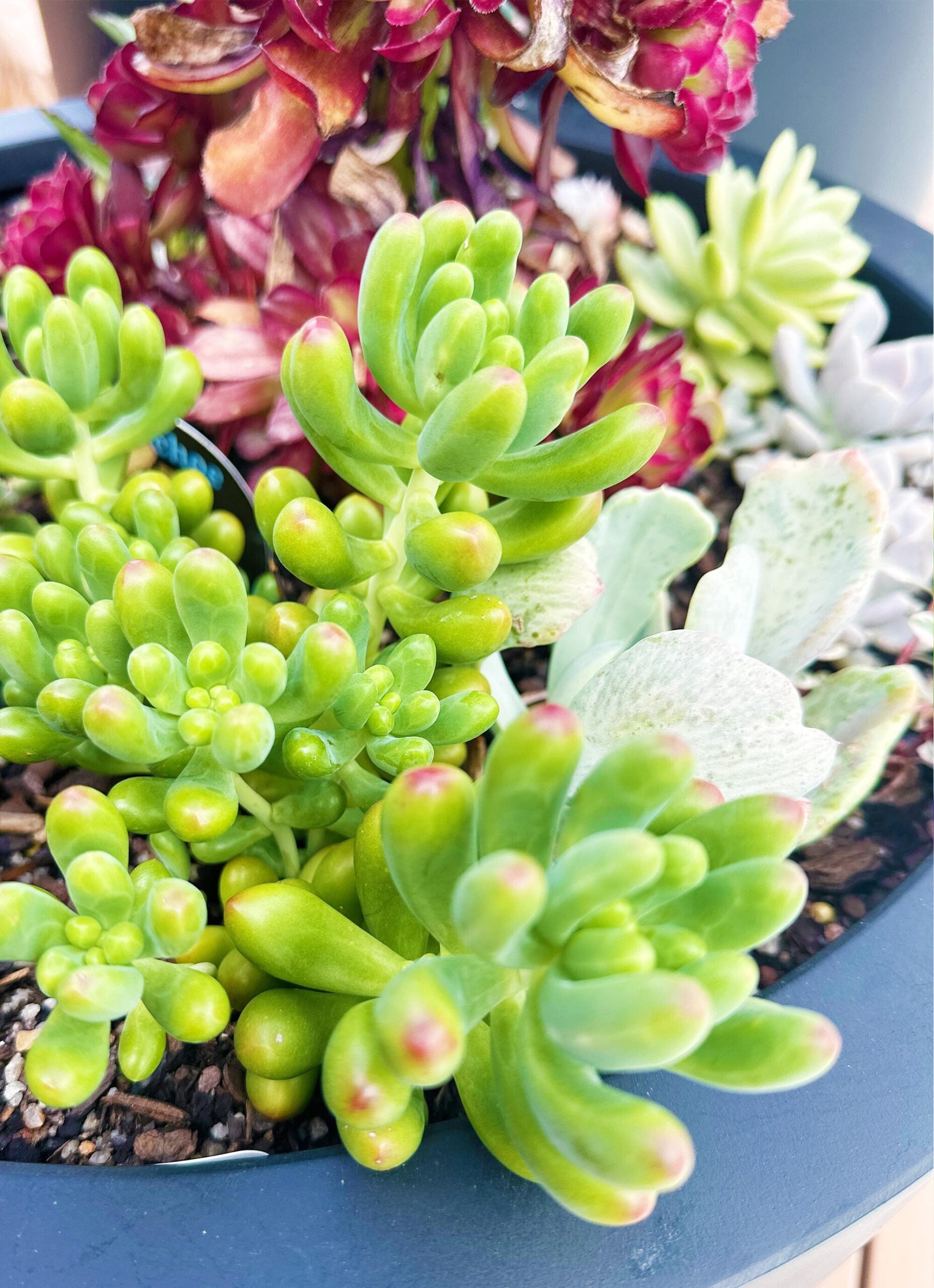 Cutting – Sedum Jaspa – More Succulents Please
