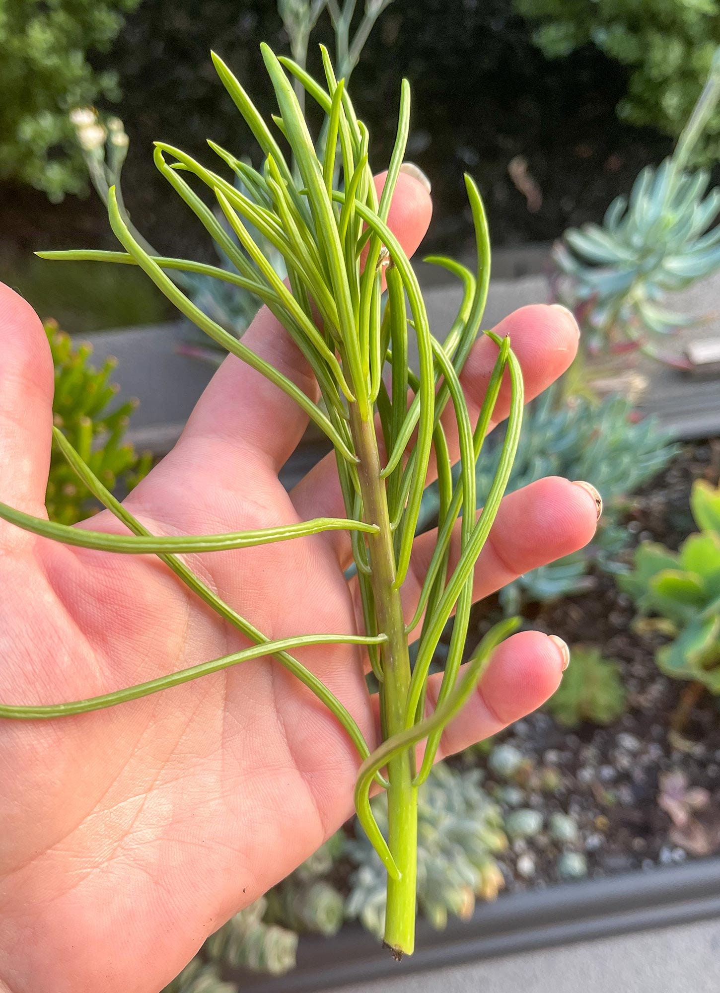 Cutting – Senecio Barbertonicus, Green Chalk Sticks – More Succulents ...