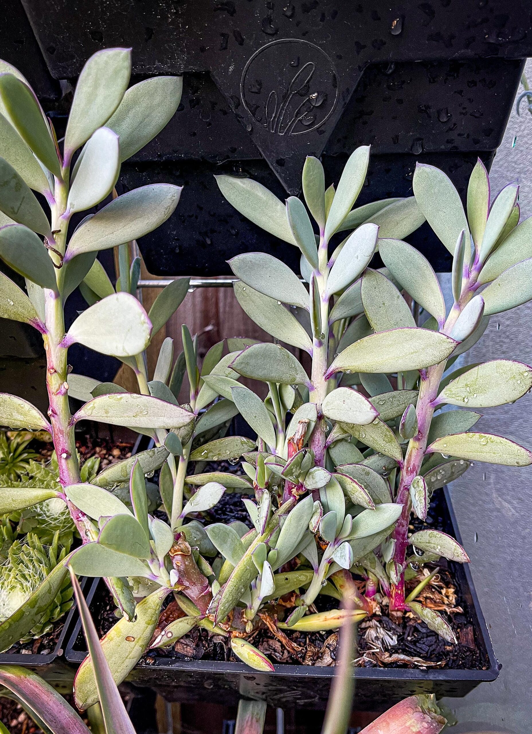 Cutting – Senecio Crassissimus – More Succulents Please