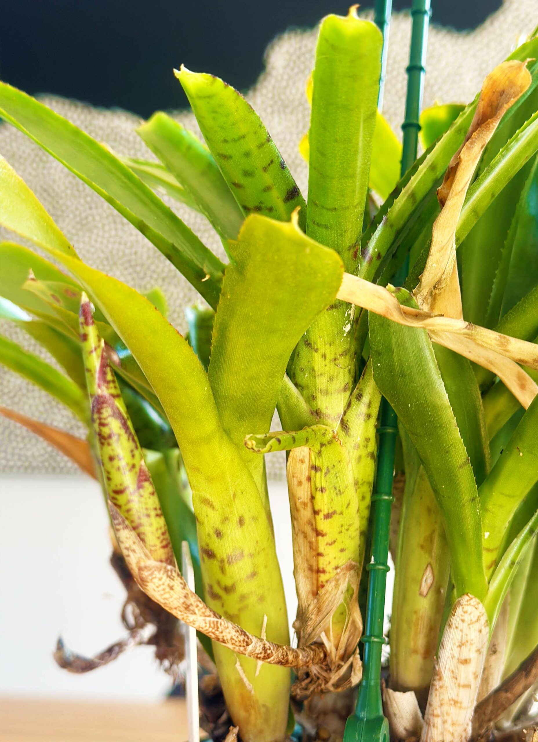 Cutting – Spotted Neoregelia Bromeliad – More Succulents Please