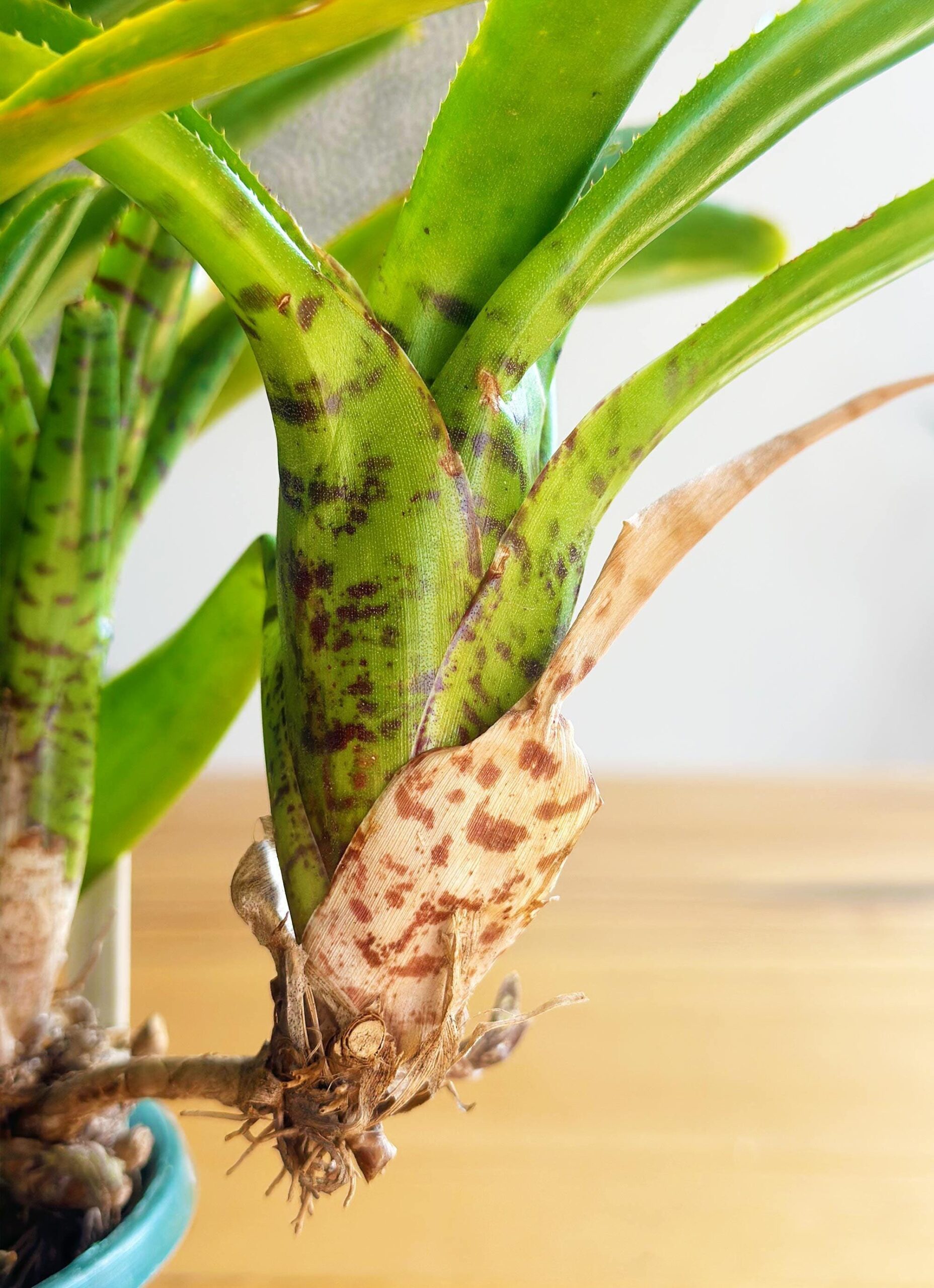 Cutting – Spotted Neoregelia Bromeliad – More Succulents Please