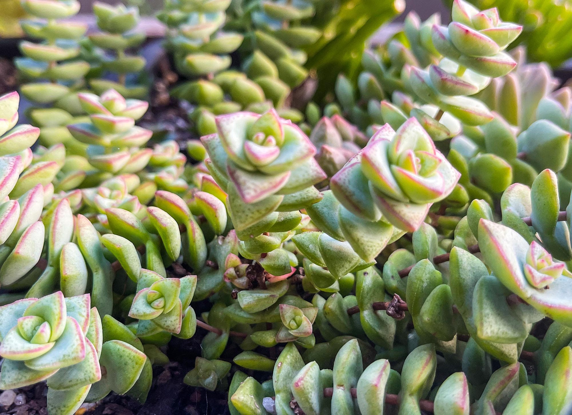 Cutting – String of Buttons, Crassula Commutata – More Succulents Please