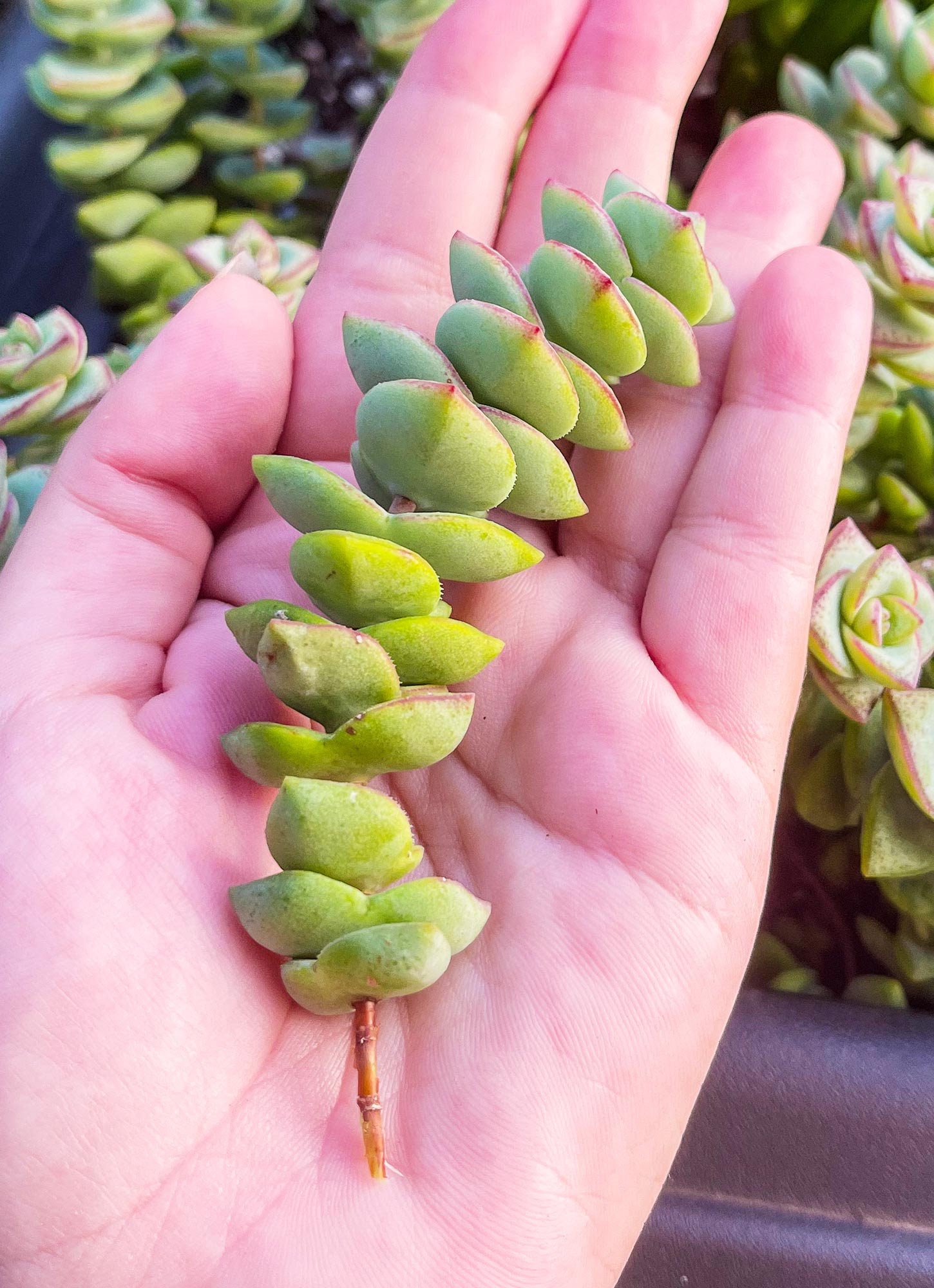 Cutting – String of Buttons, Crassula Commutata – More Succulents Please