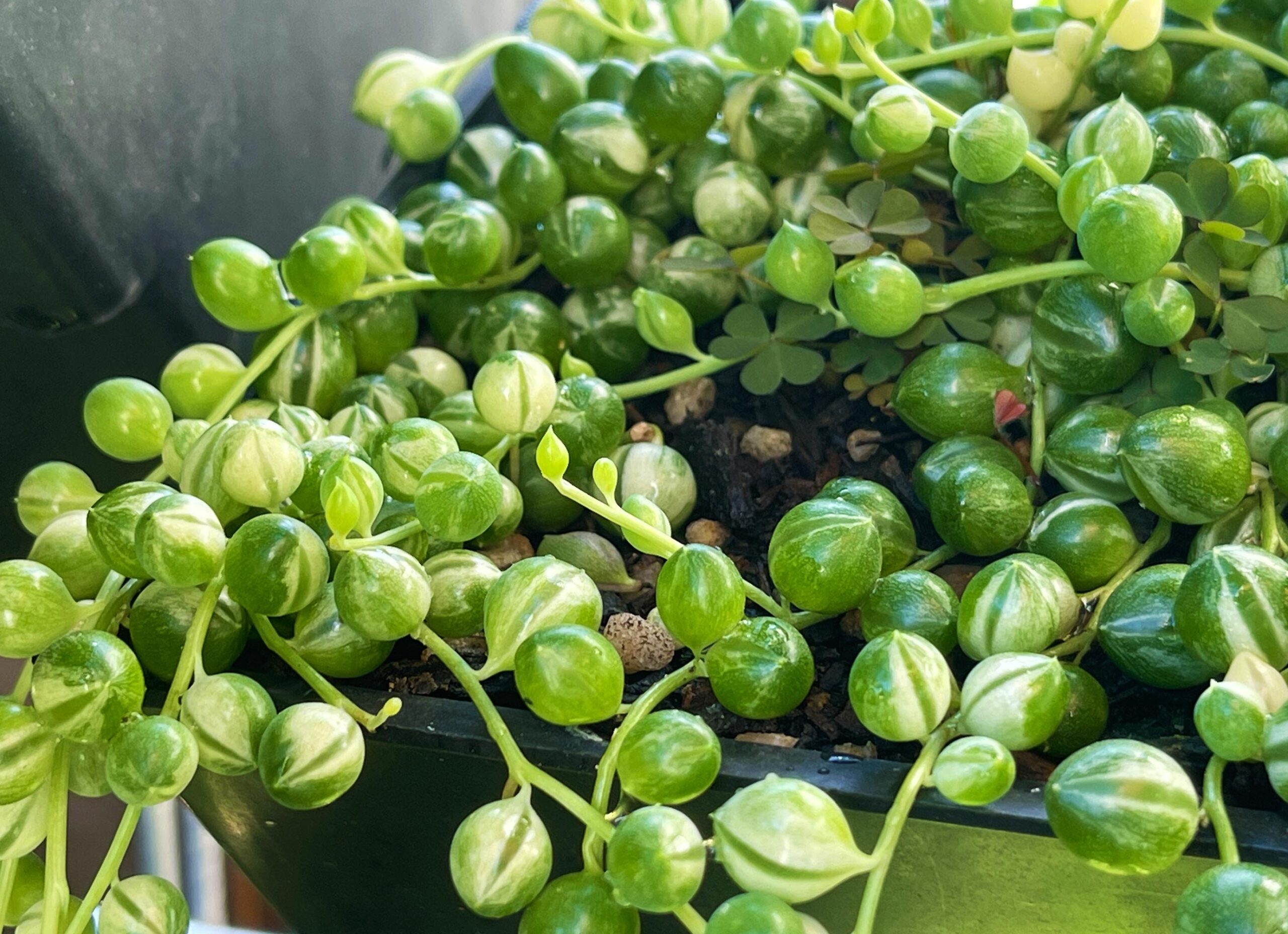 Cutting – Variegated String of Pearls, Senecio Rowleyanus Variegata ...
