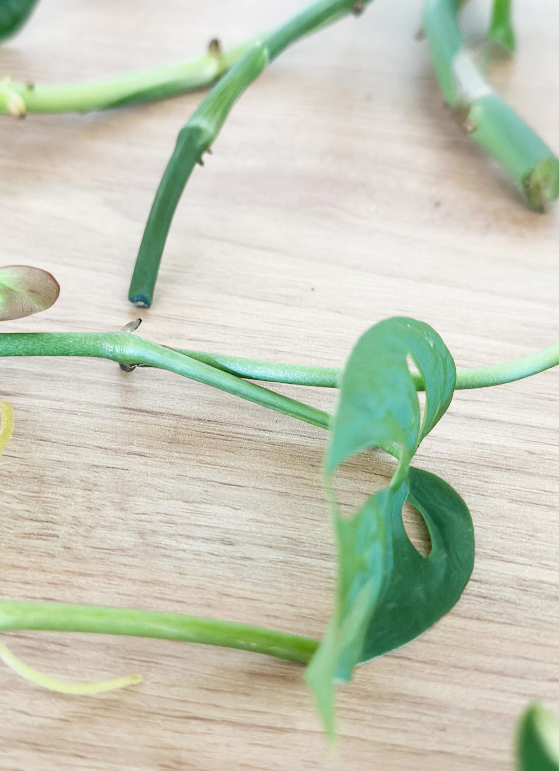 Indoor Plant Cuttings Bundle – More Succulents Please