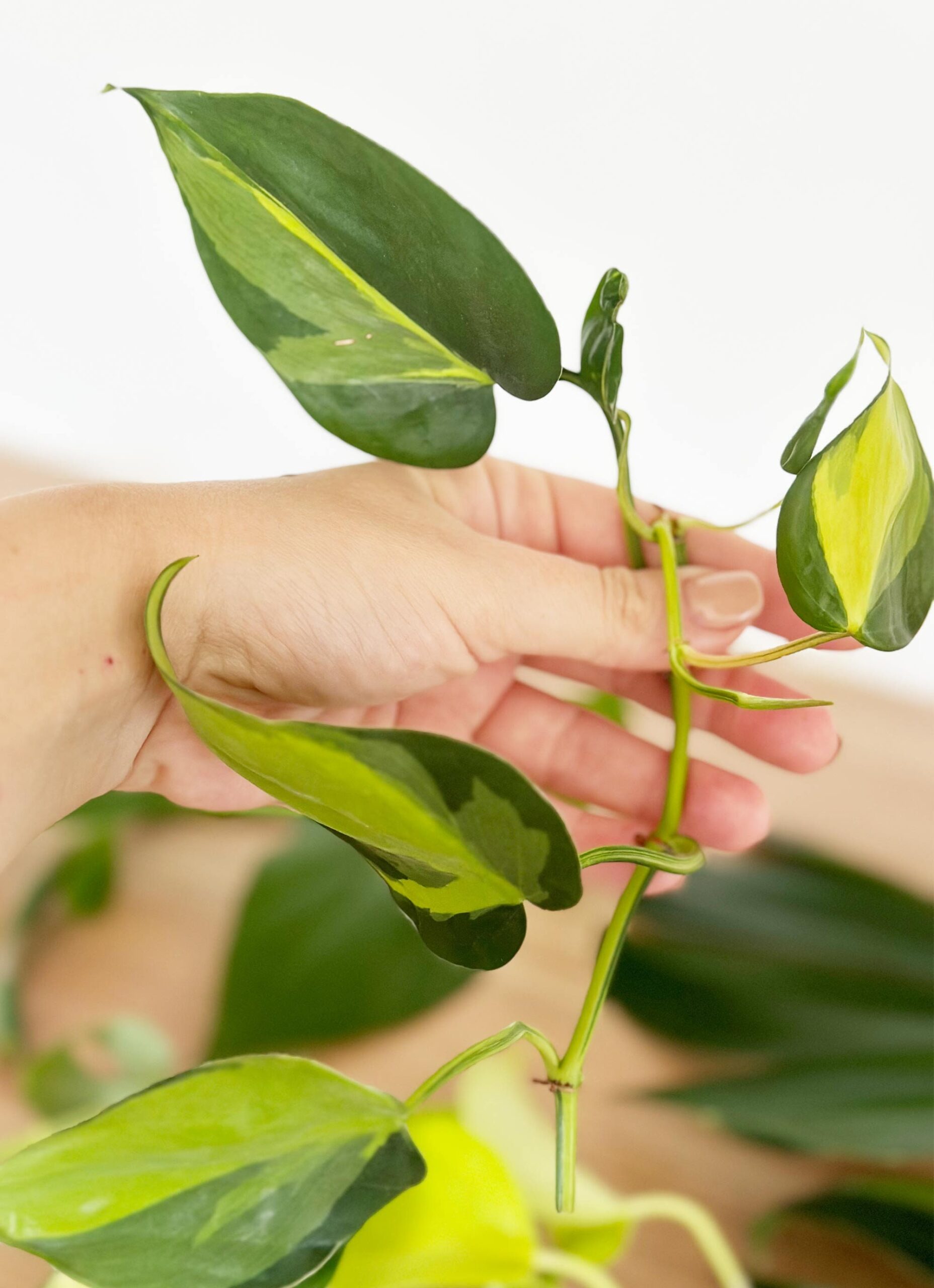 Indoor Plant Cuttings Bundle – More Succulents Please