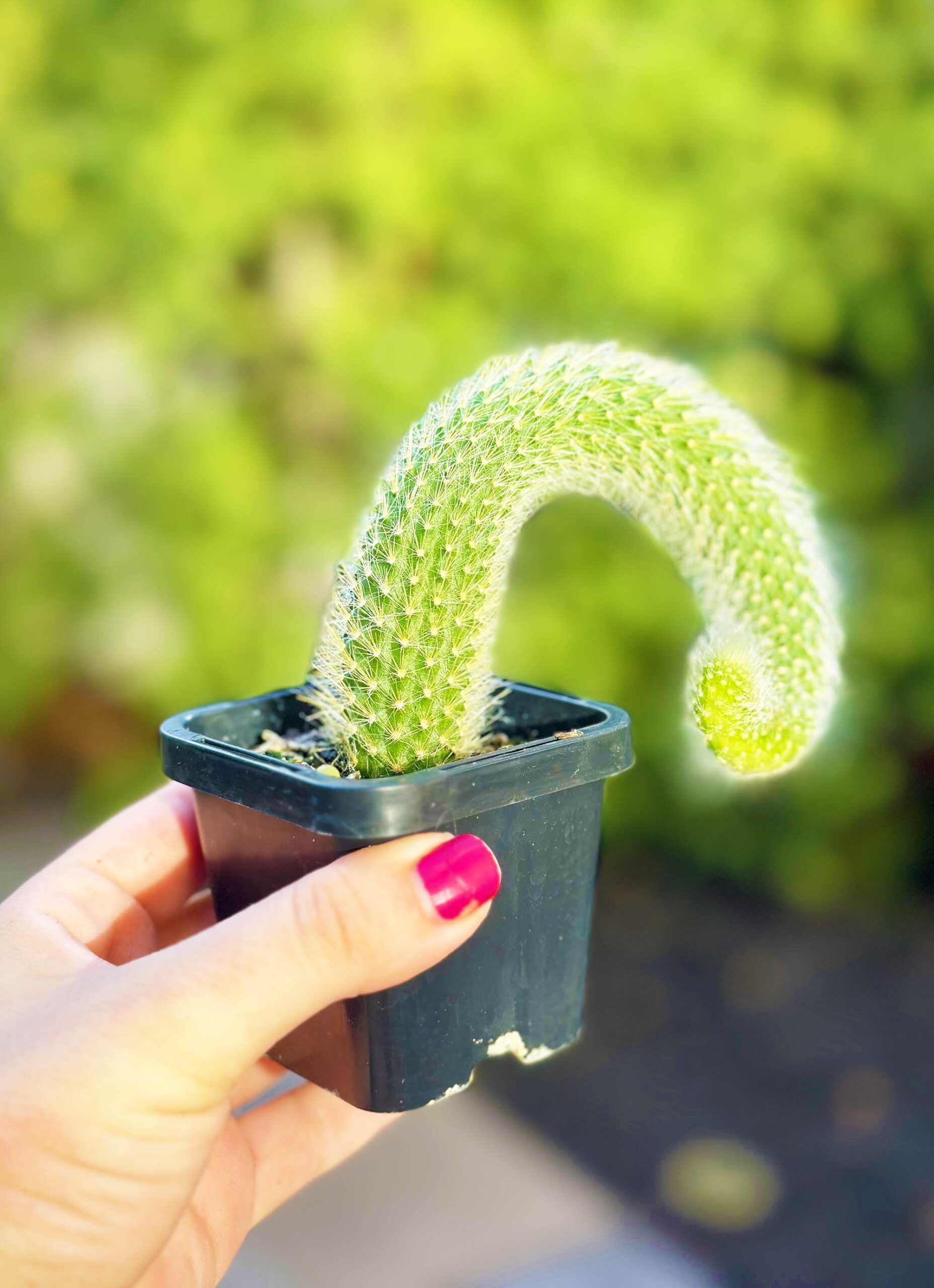 Monkey Tail Cactus – Potted Plant – More Succulents Please
