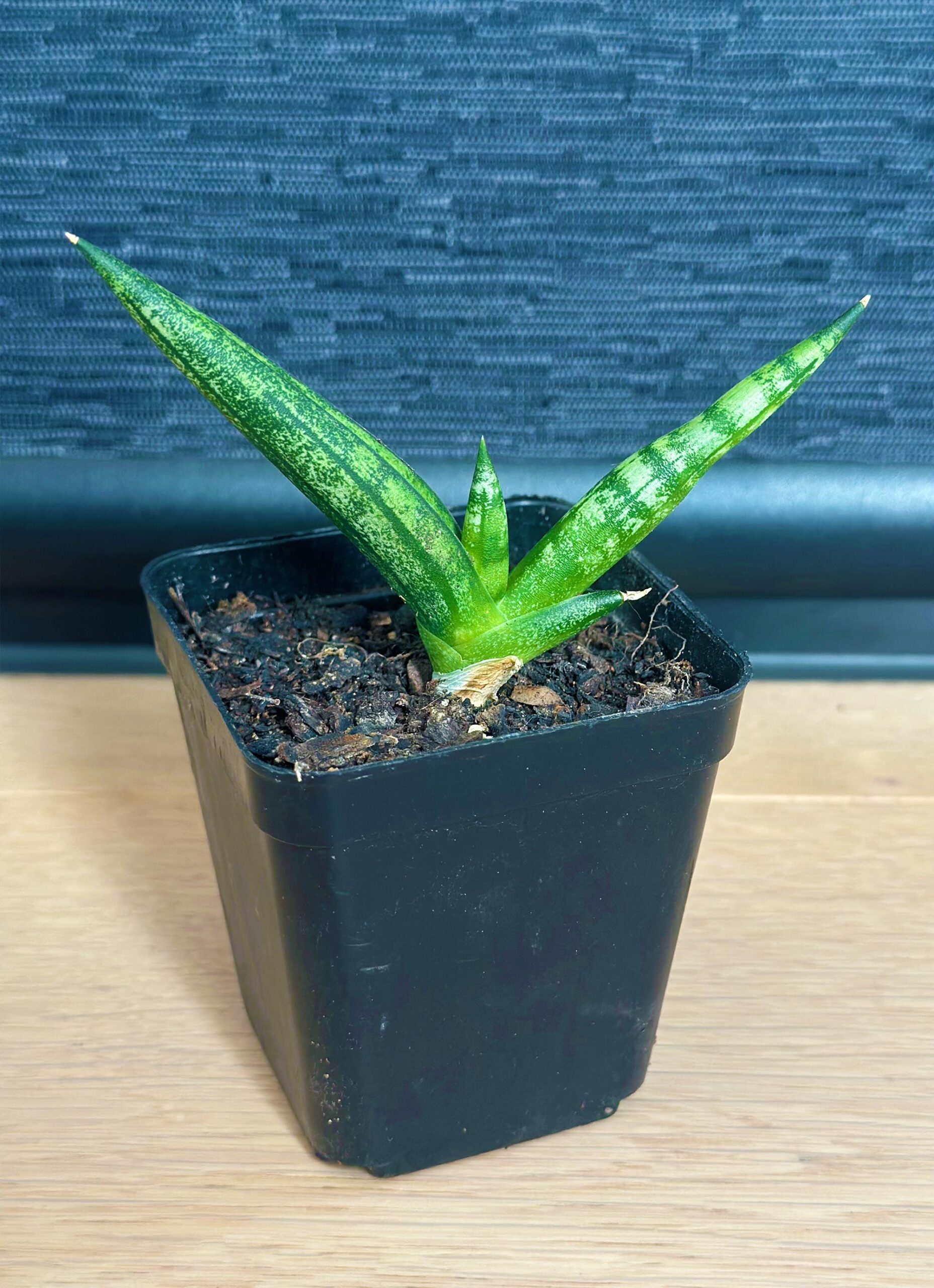 Sansevieria Cylindrica Boncel – 7cm Potted Plant – More Succulents Please