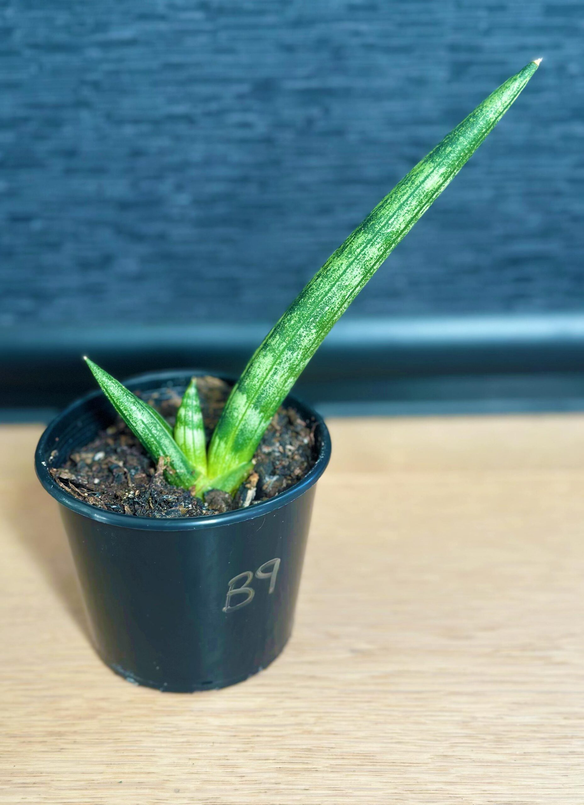 Sansevieria Cylindrica Boncel – 8cm Potted Plant – More Succulents Please