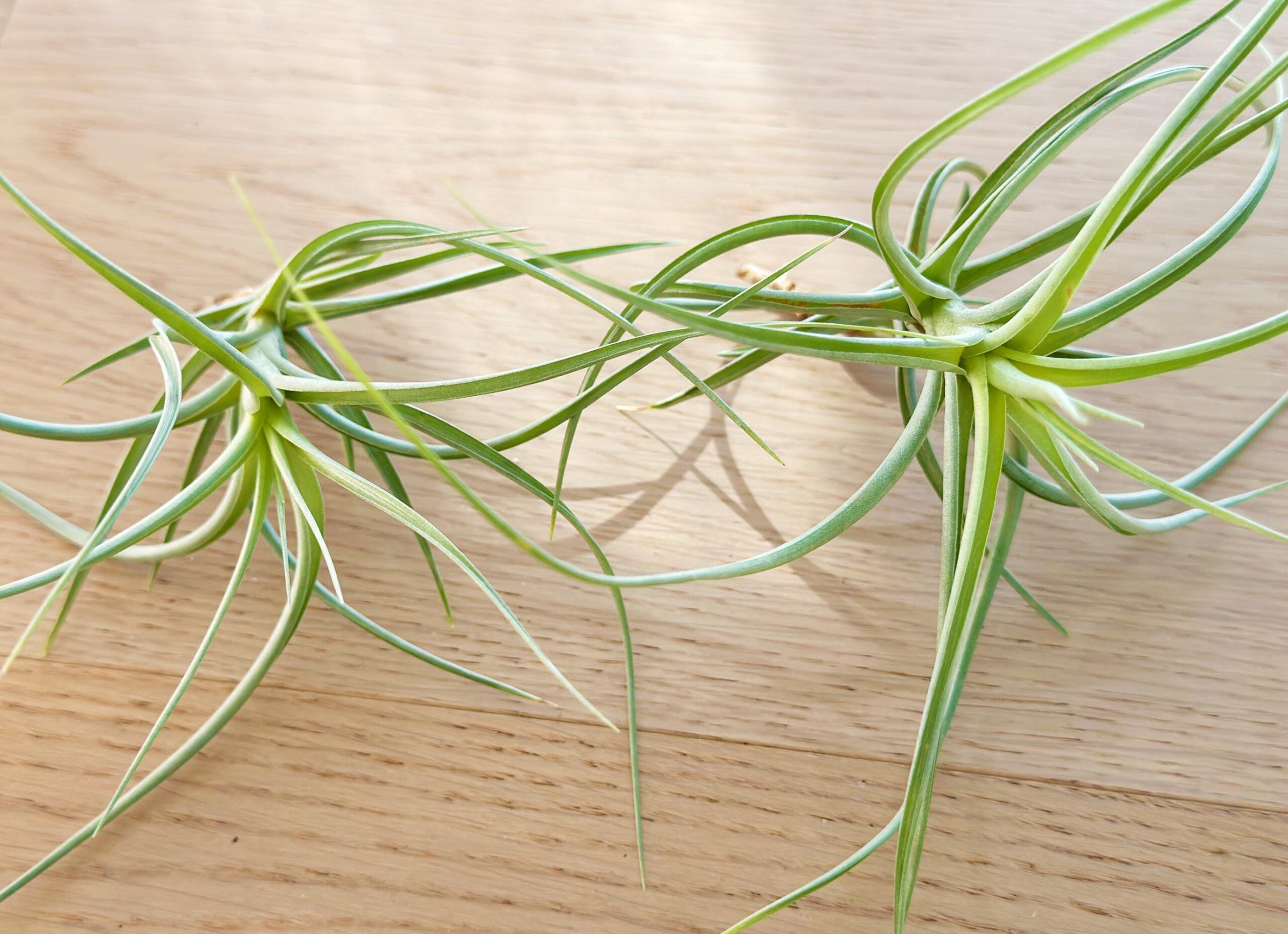 Tillandsia Confusion – Air Plant – More Succulents Please