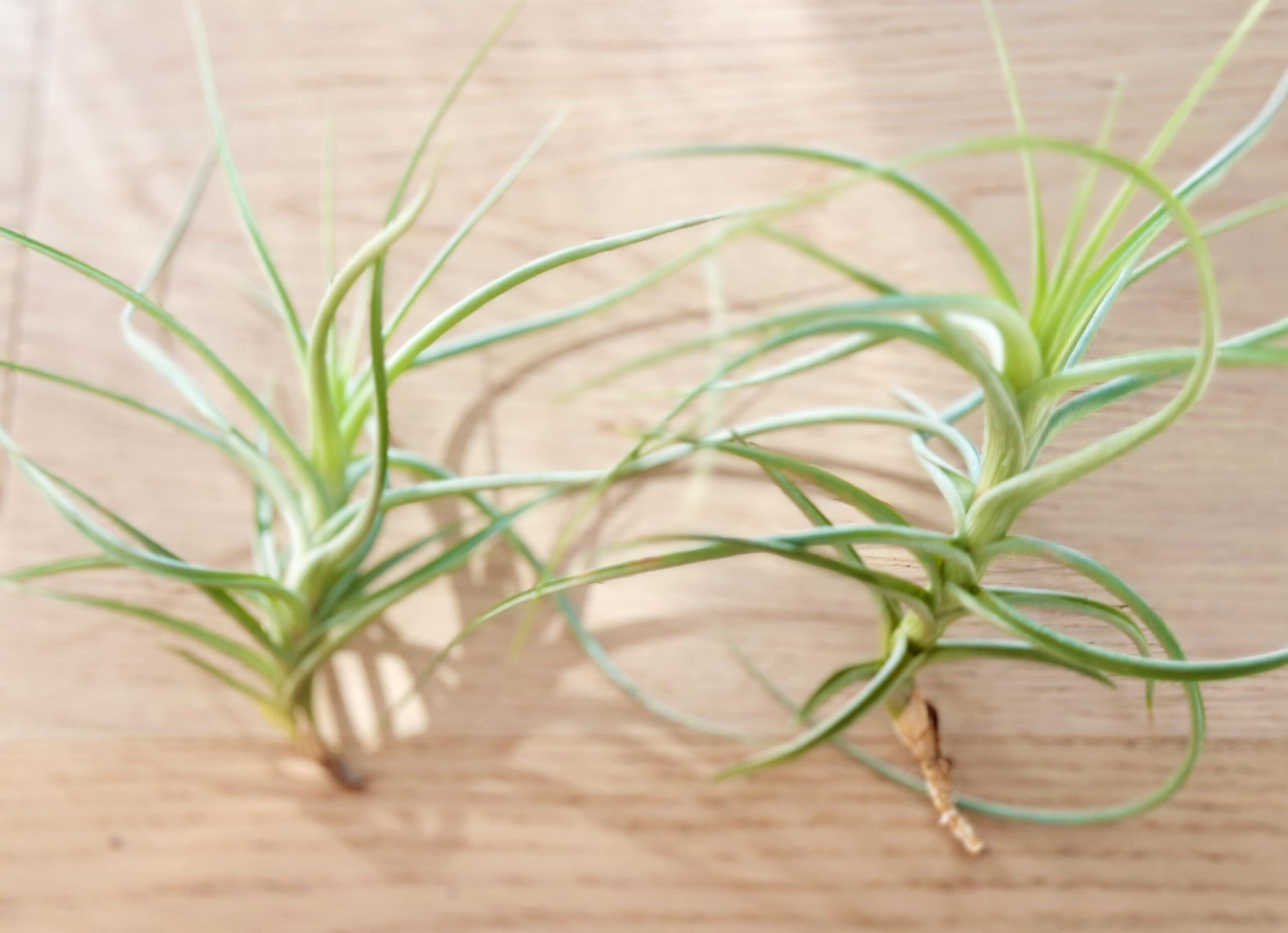 Tillandsia Confusion – Air Plant – More Succulents Please