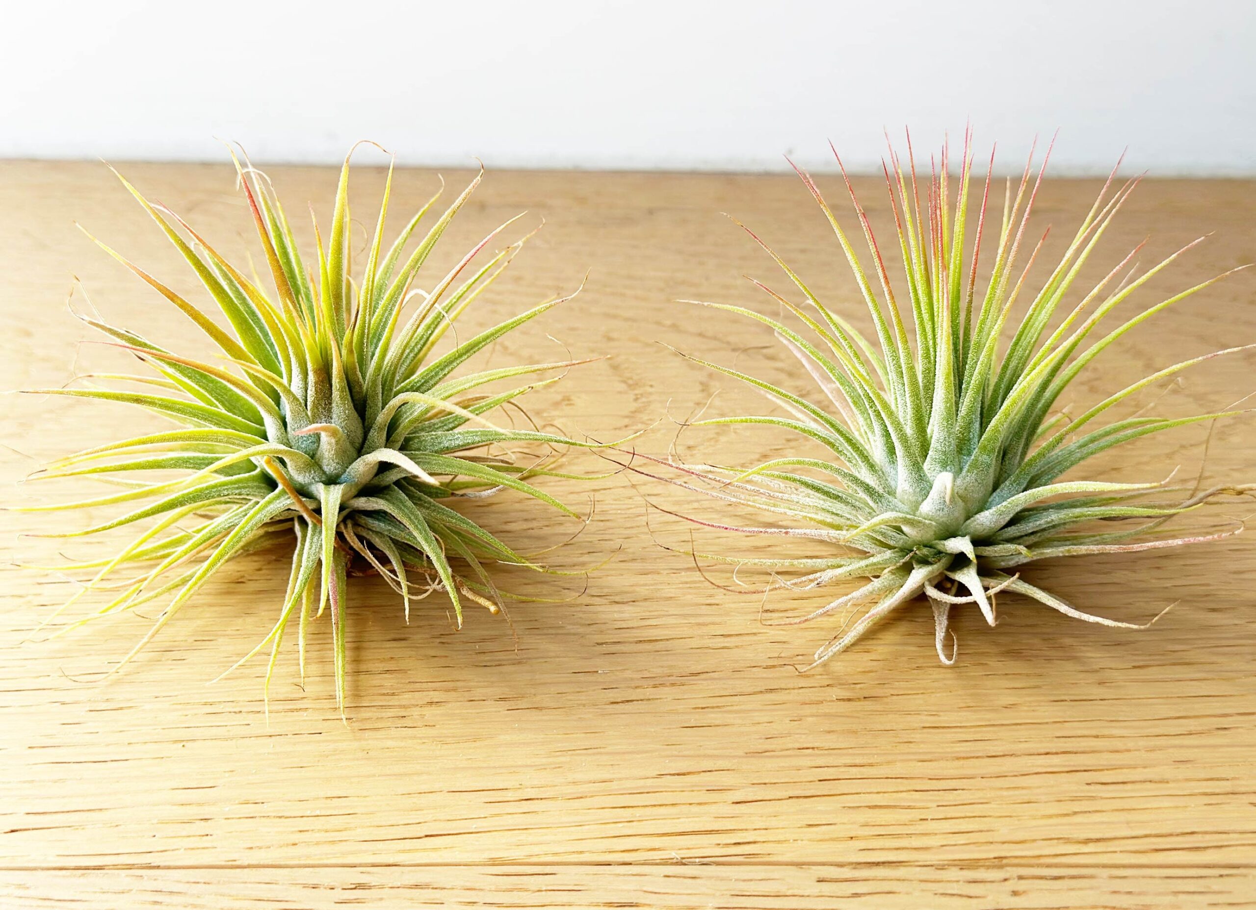 Tillandsia Ionantha ‘Stricta’ – Air Plant – More Succulents Please