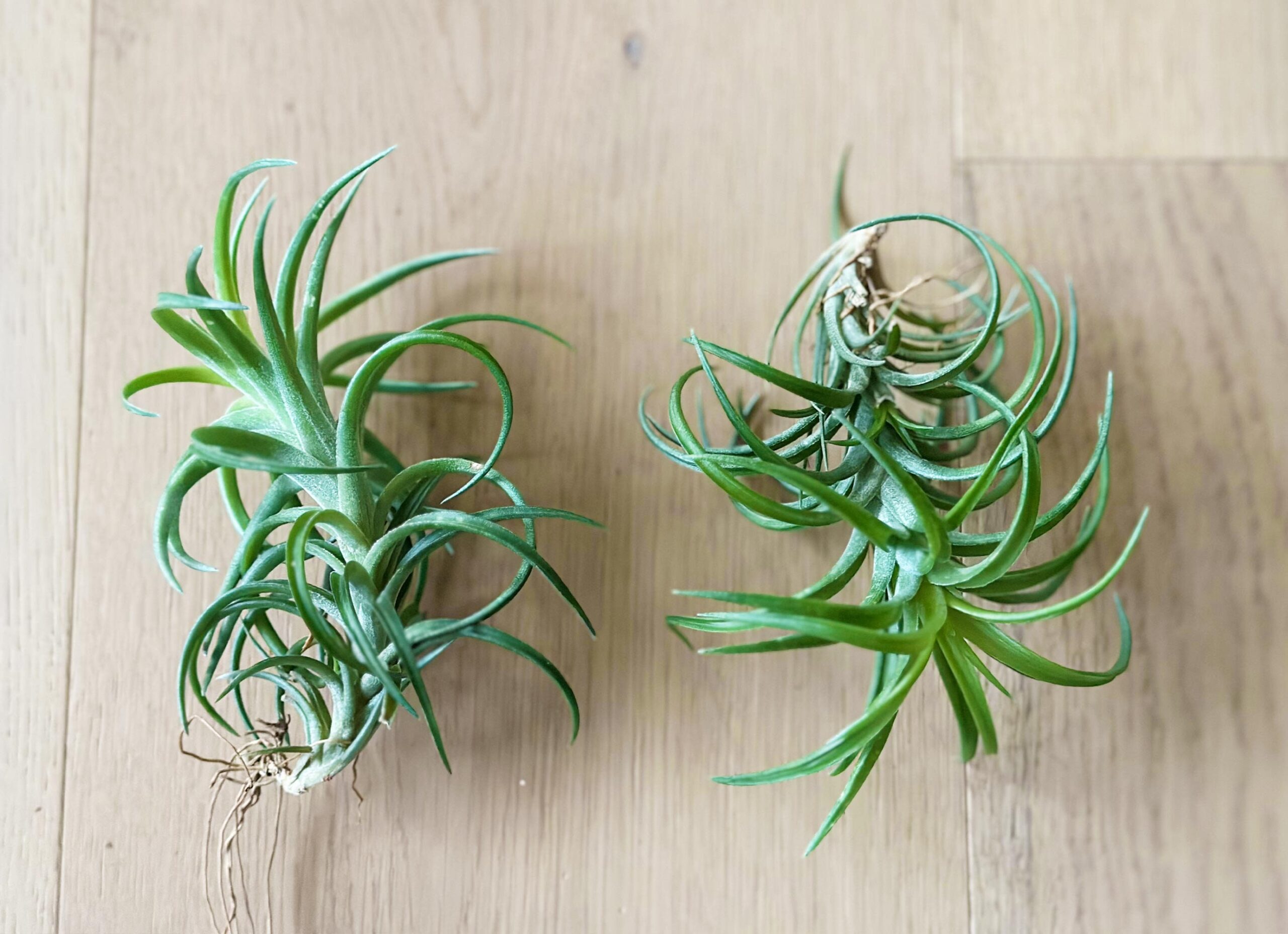 Tillandsia Neglecta – Air Plant – More Succulents Please
