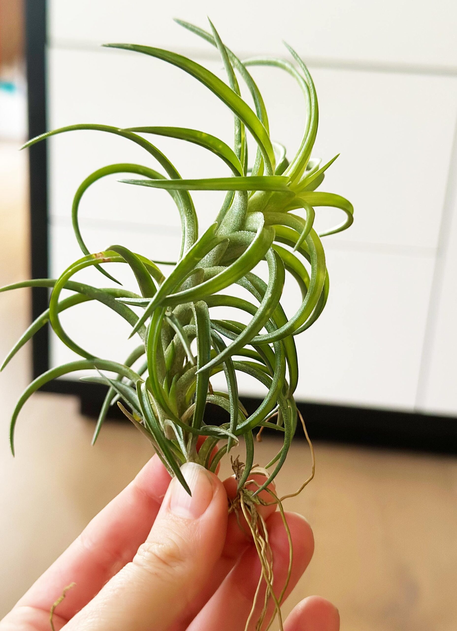 Tillandsia Neglecta – Air Plant – More Succulents Please
