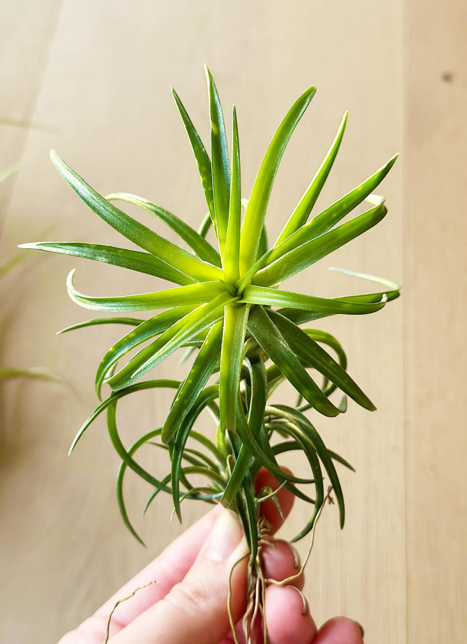 Tillandsia Neglecta – Air Plant – More Succulents Please