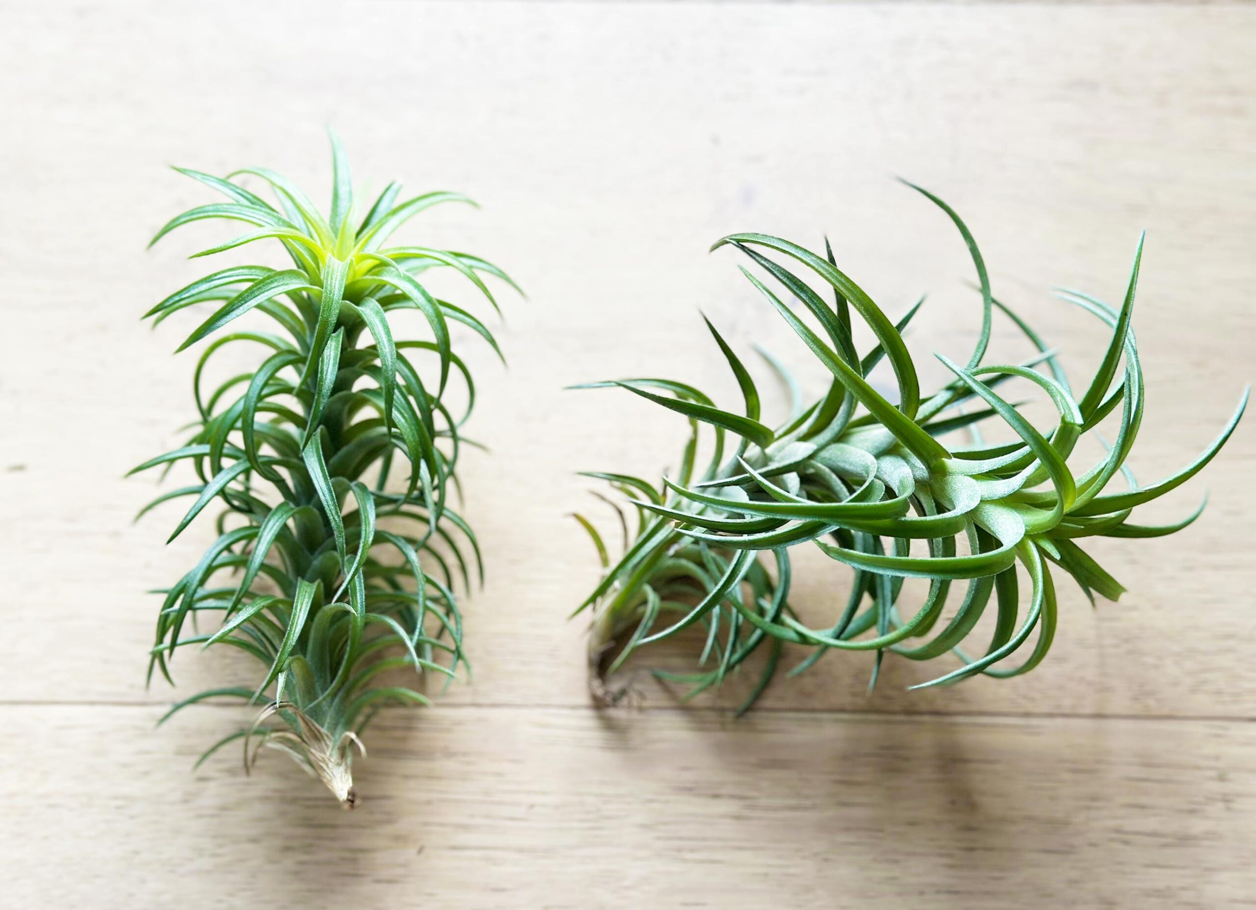 Tillandsia Neglecta – Large Air Plant – More Succulents Please