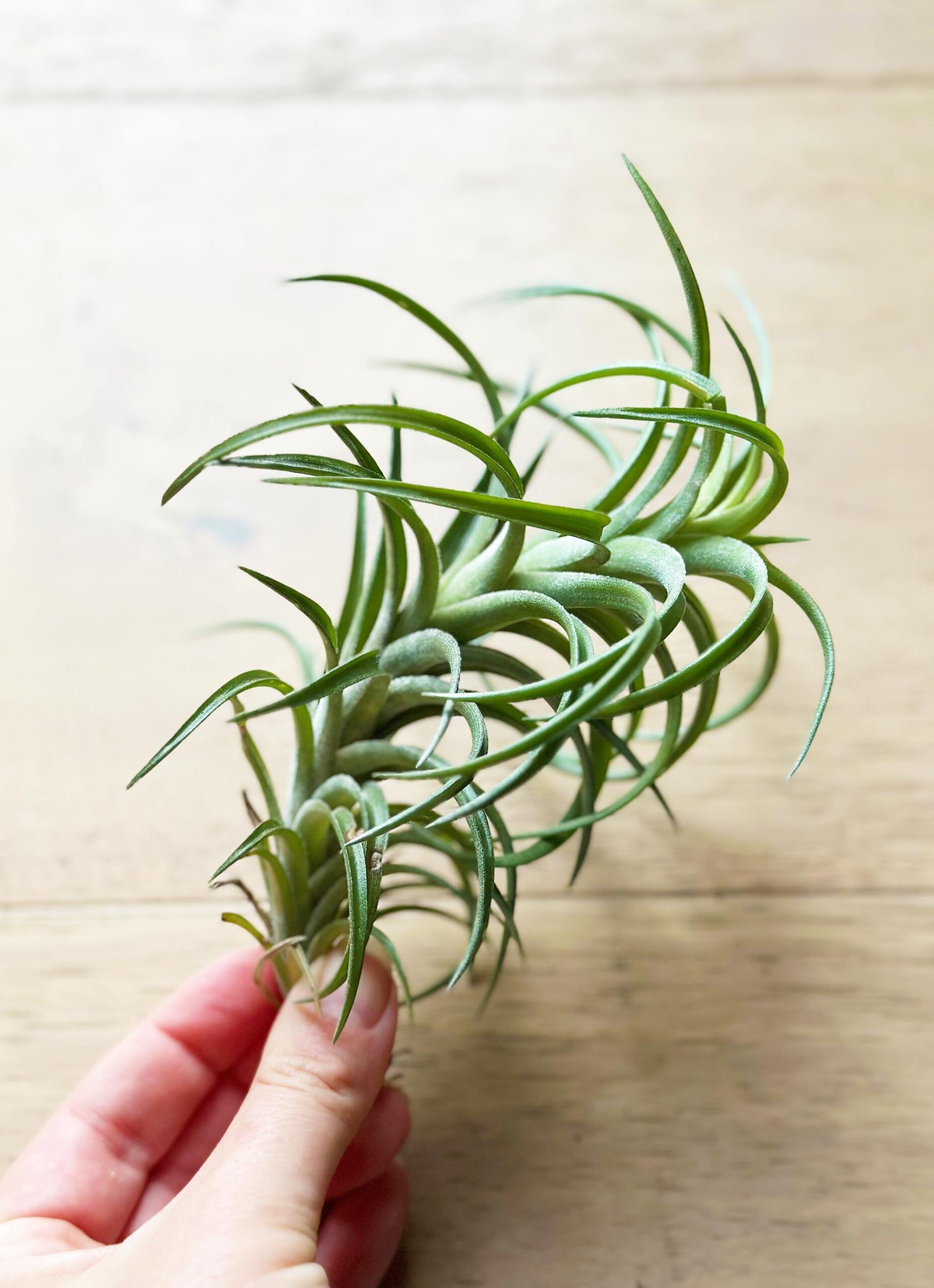 Tillandsia Neglecta – Large Air Plant – More Succulents Please