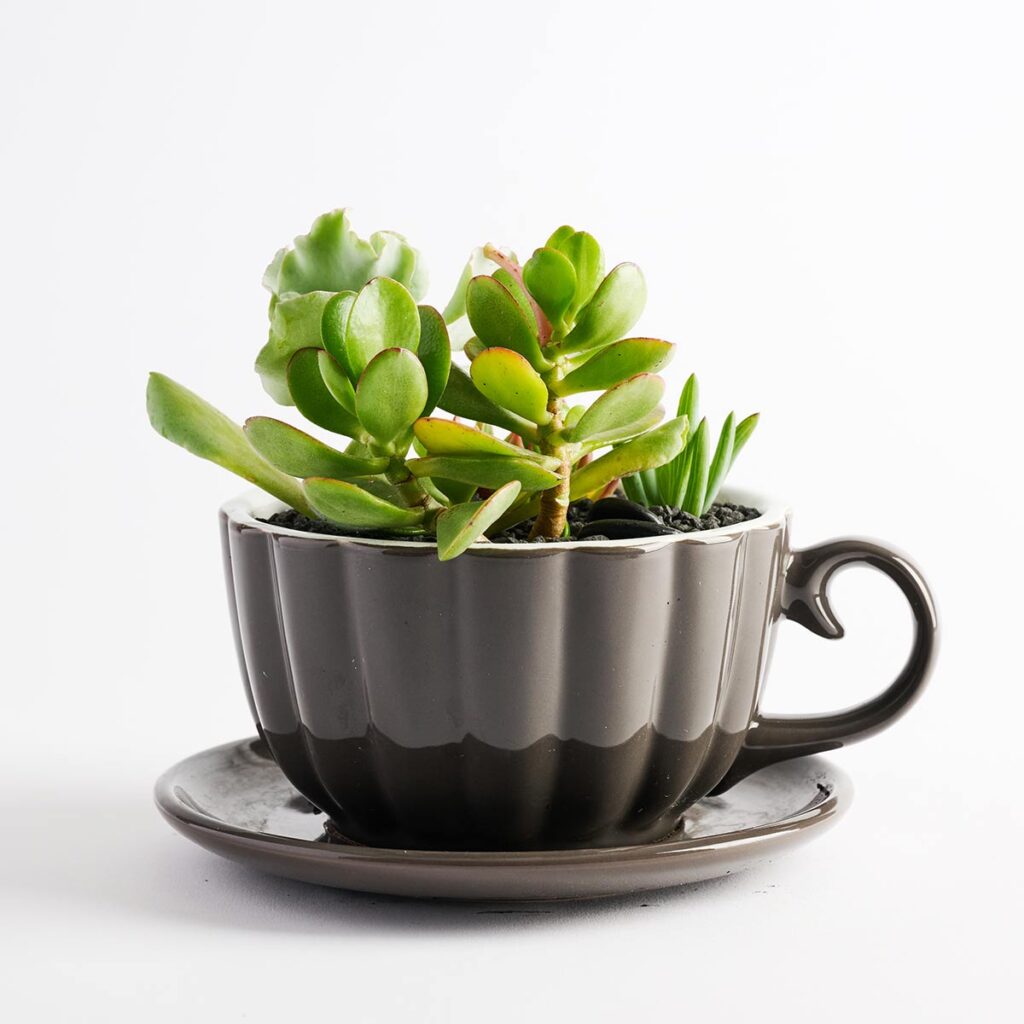 Teacup Succulent Bowl – Charcoal – More Succulents Please